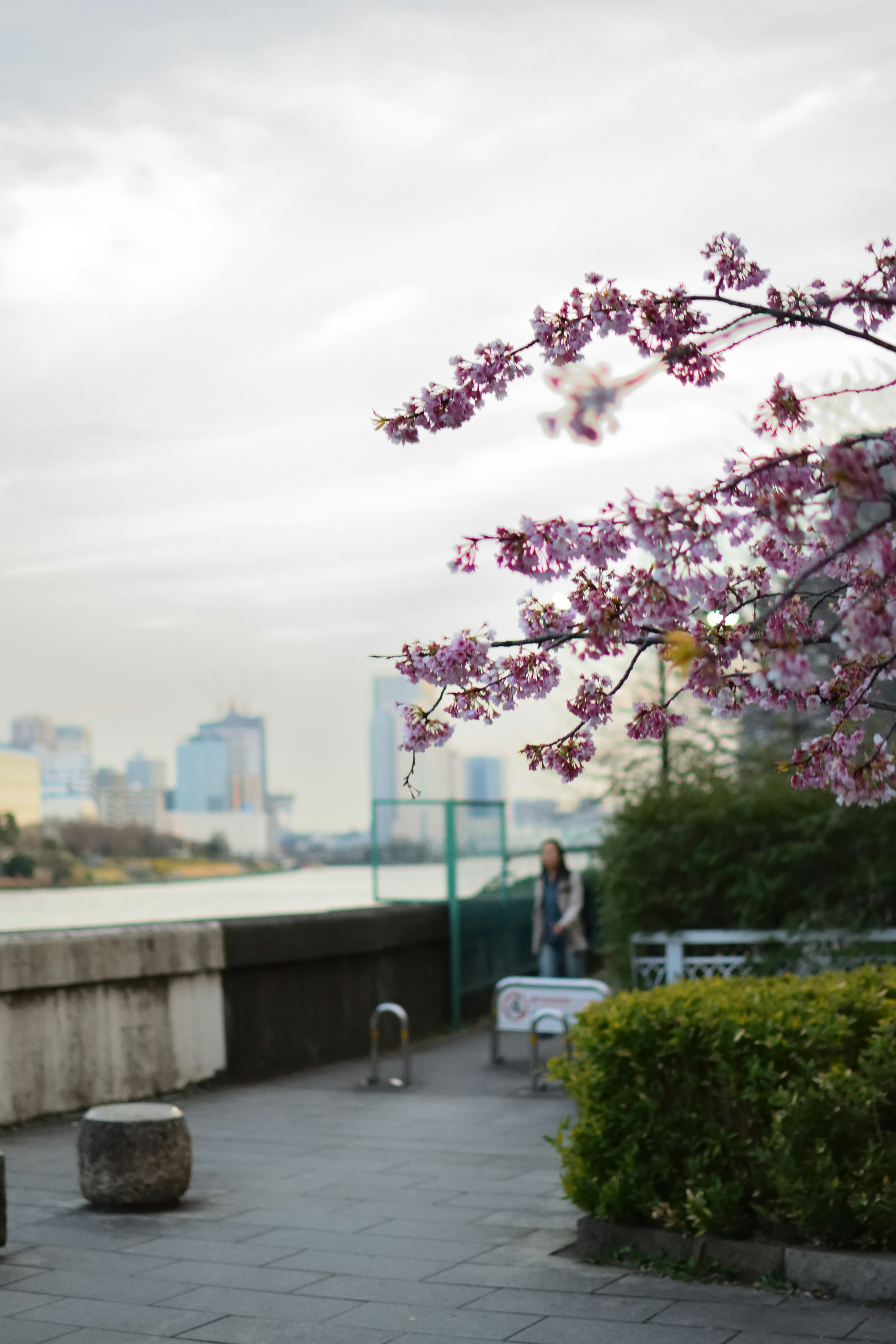 Pink Blossoms Over a Quiet Riverside Path