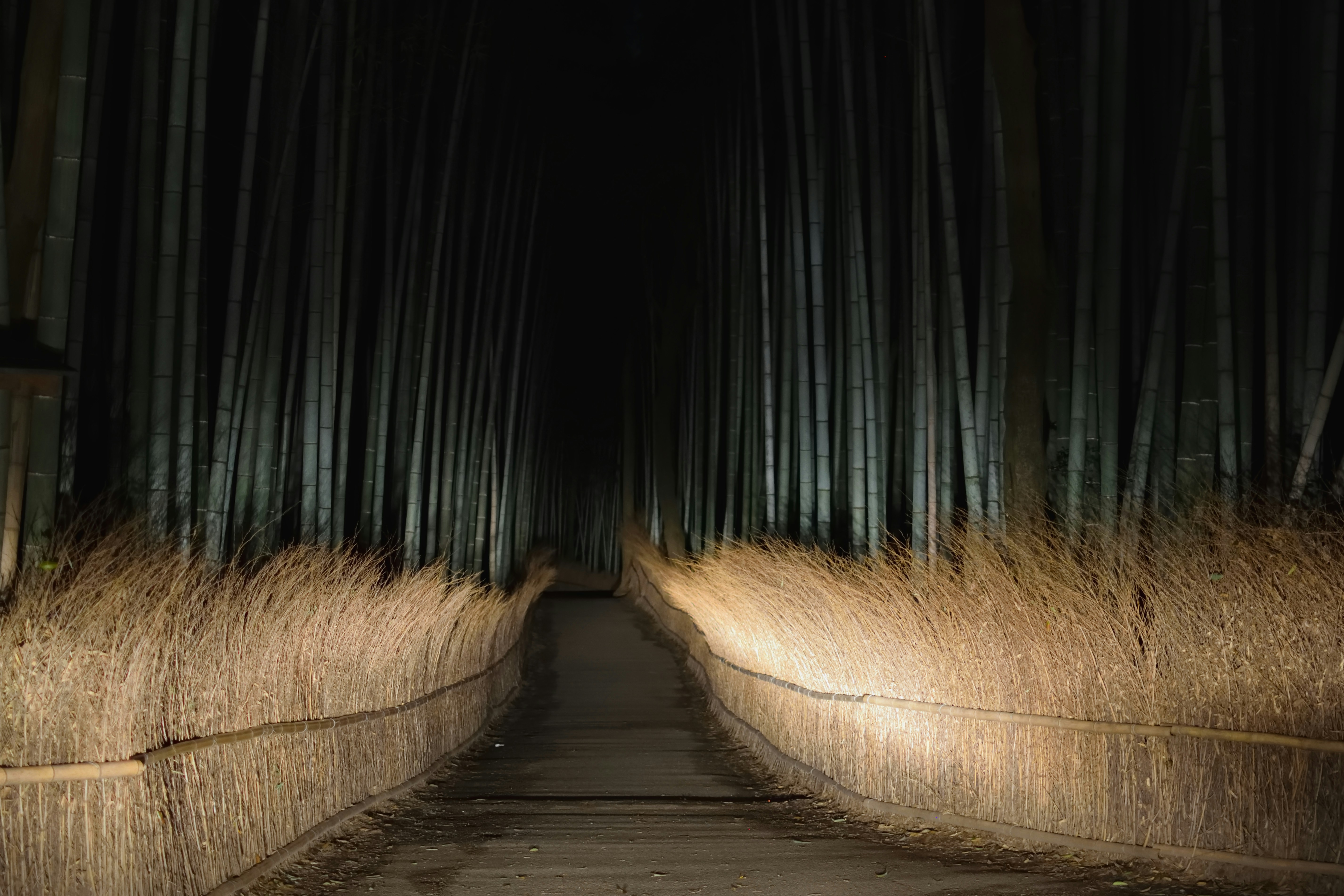 Bamboo Forest Night