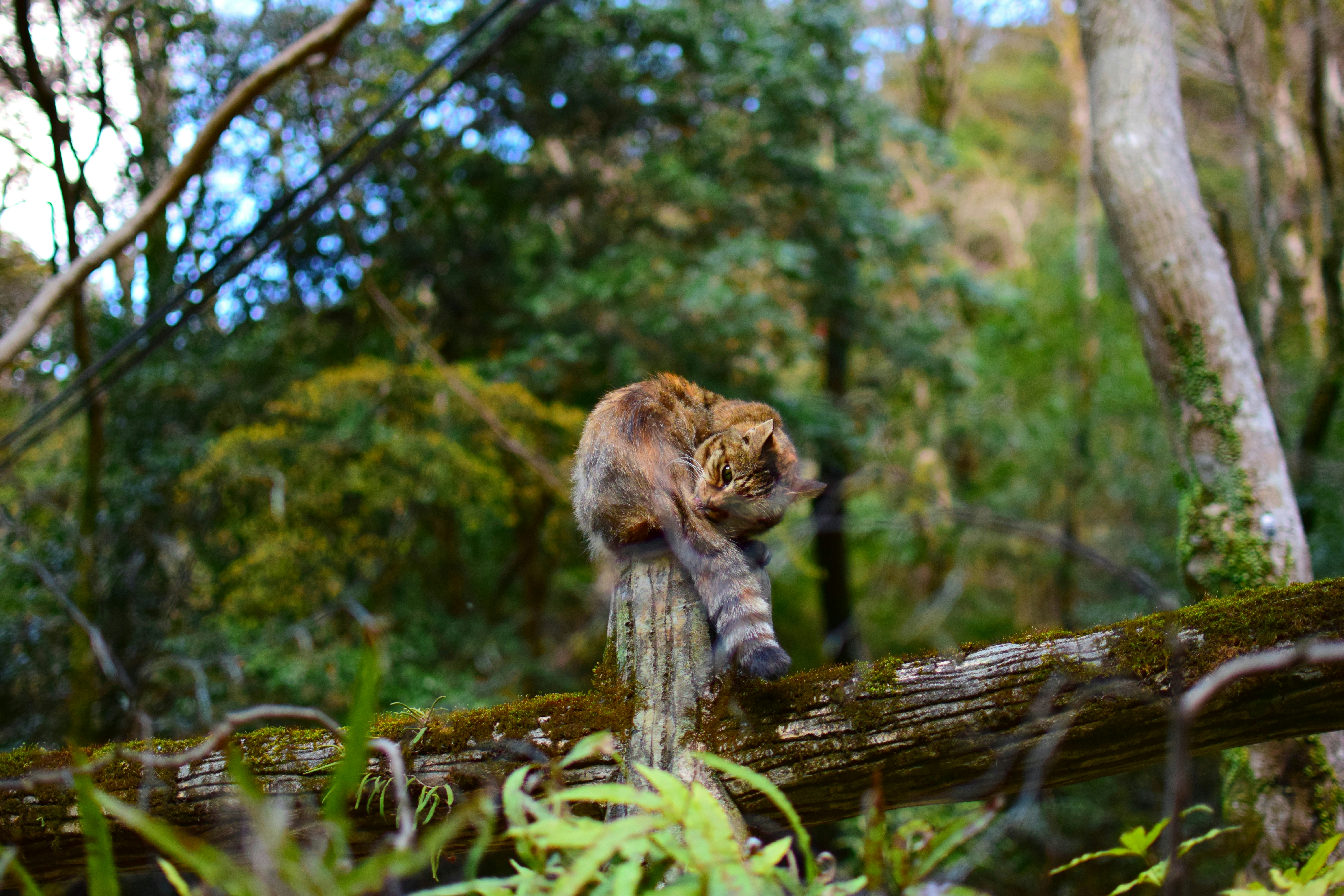 Whiskered Sentinel on a Mossy Forest Log