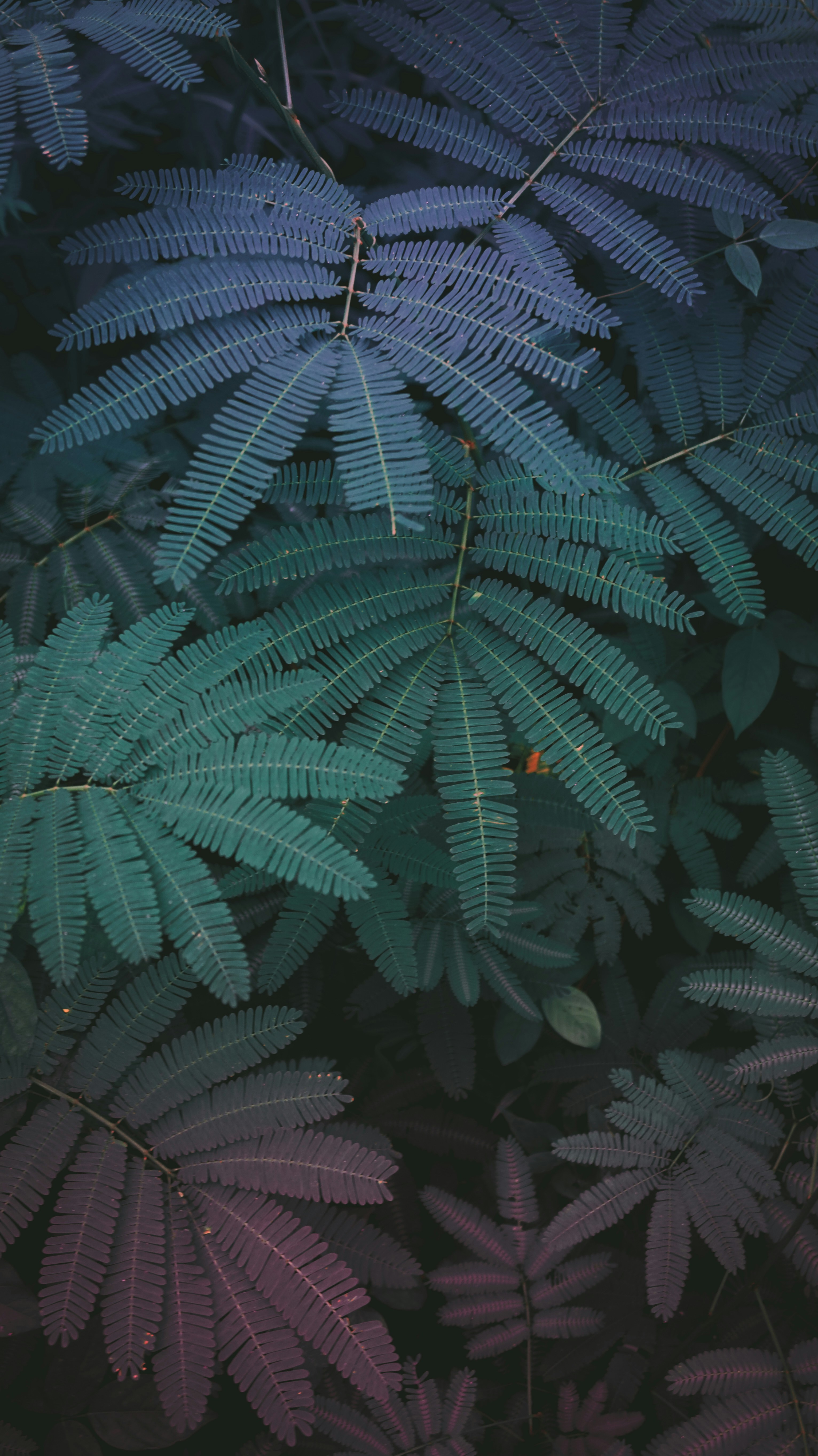 Seagrass of Shadowed Tones: Evening Ferns in Deep Blue-Green
