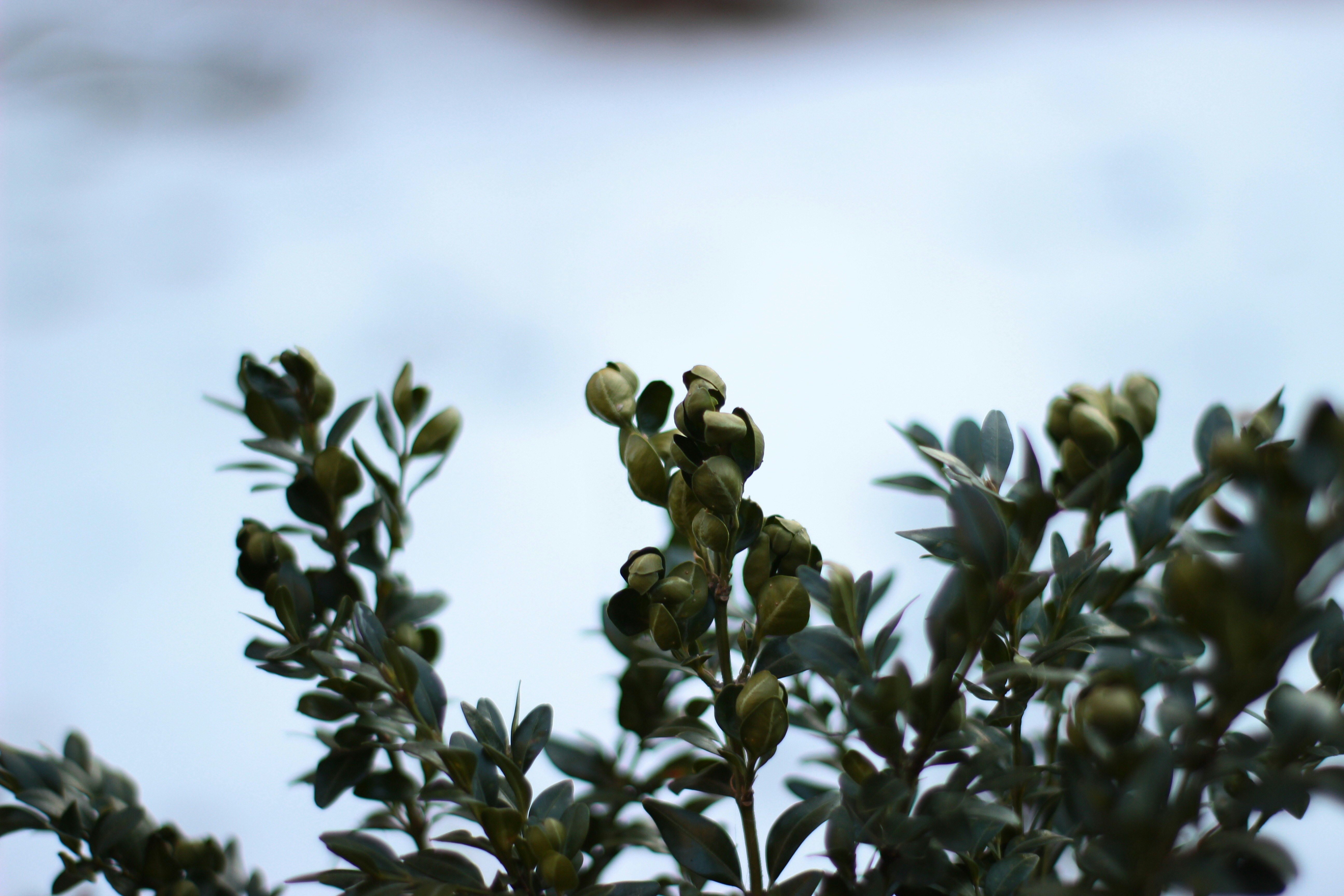 green leave