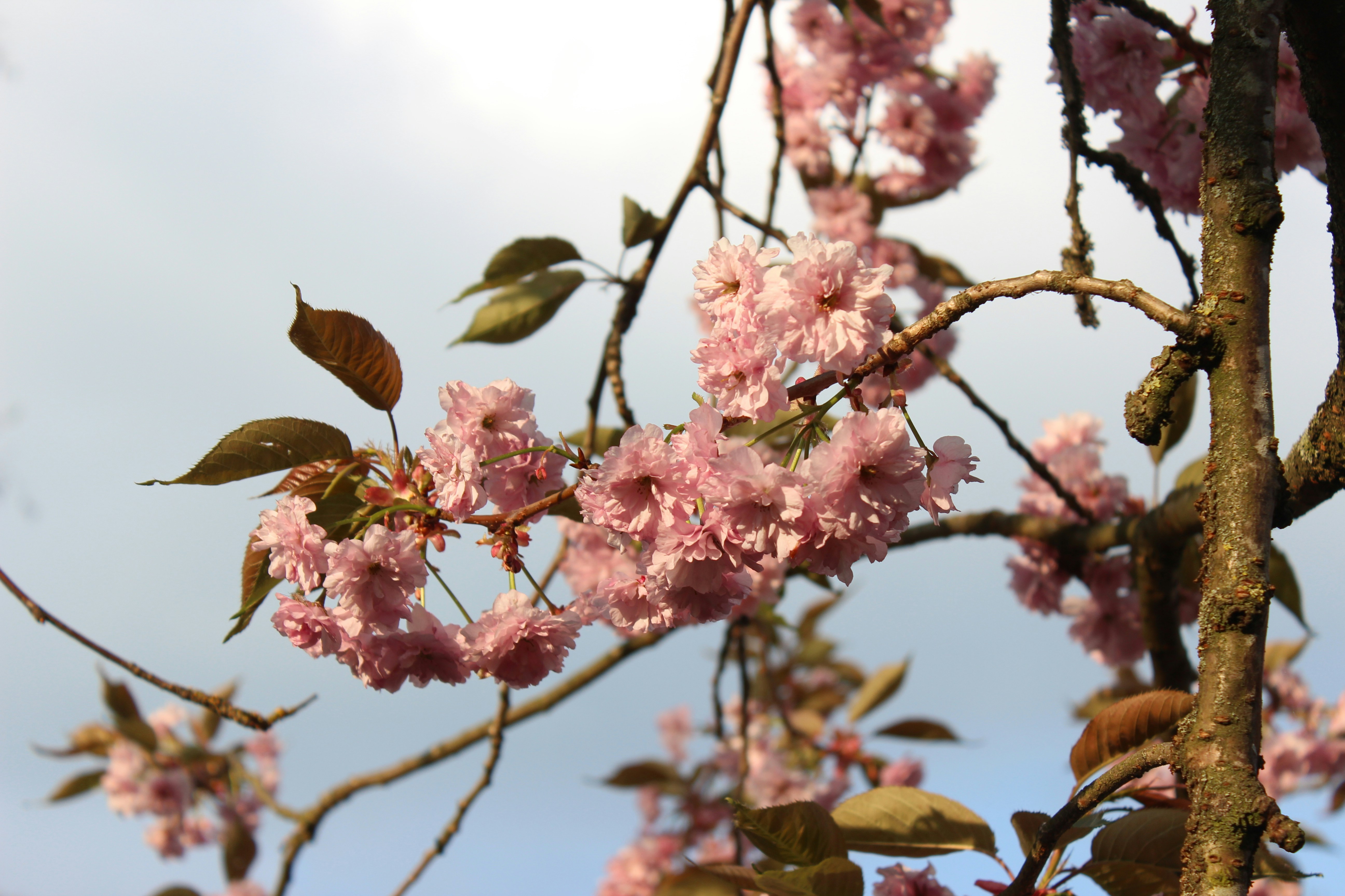 Whispers of Pink: Cherry Blossoms Framing a Sky-Blue Canvas