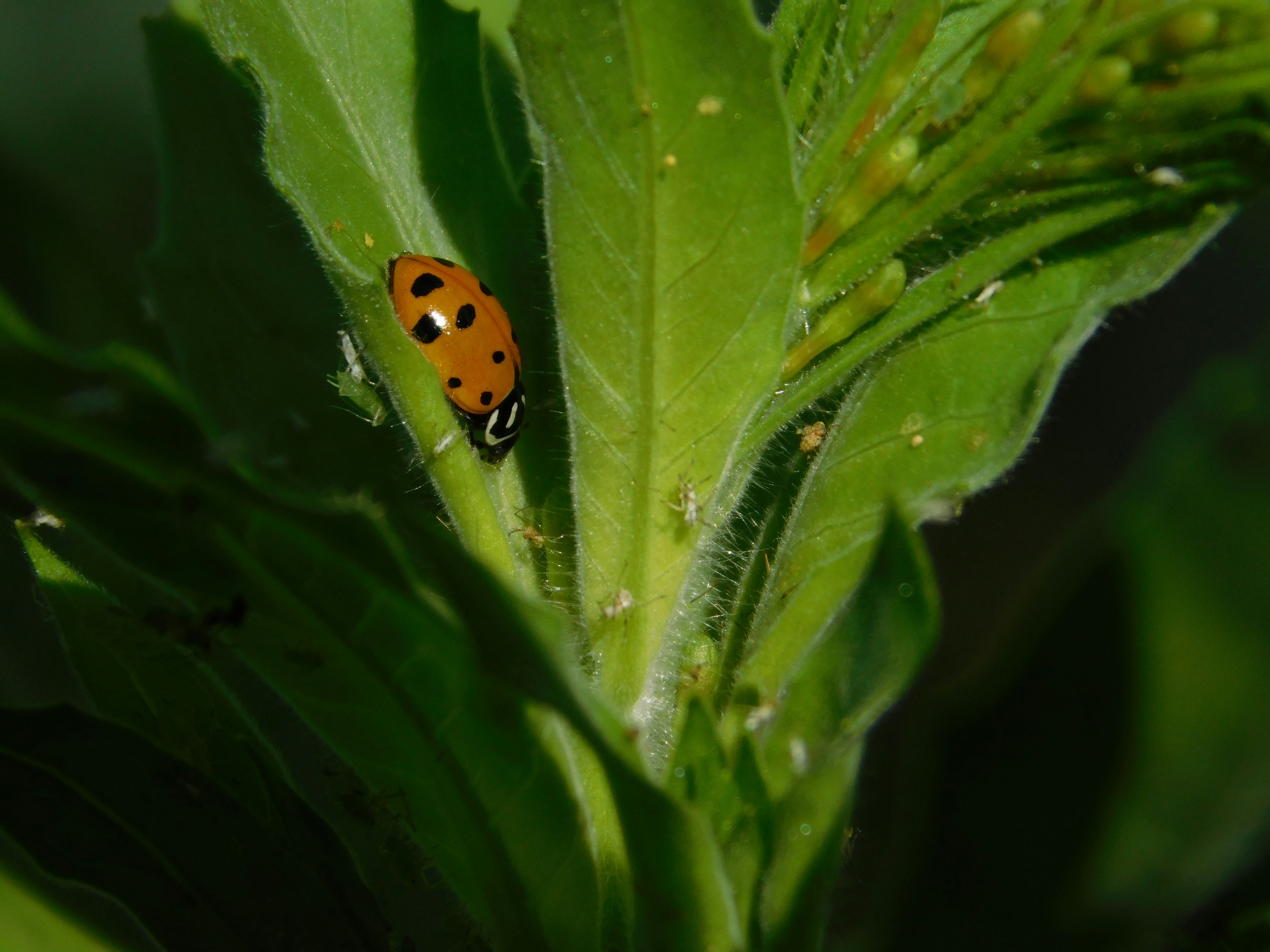 yellow bug on green leaf