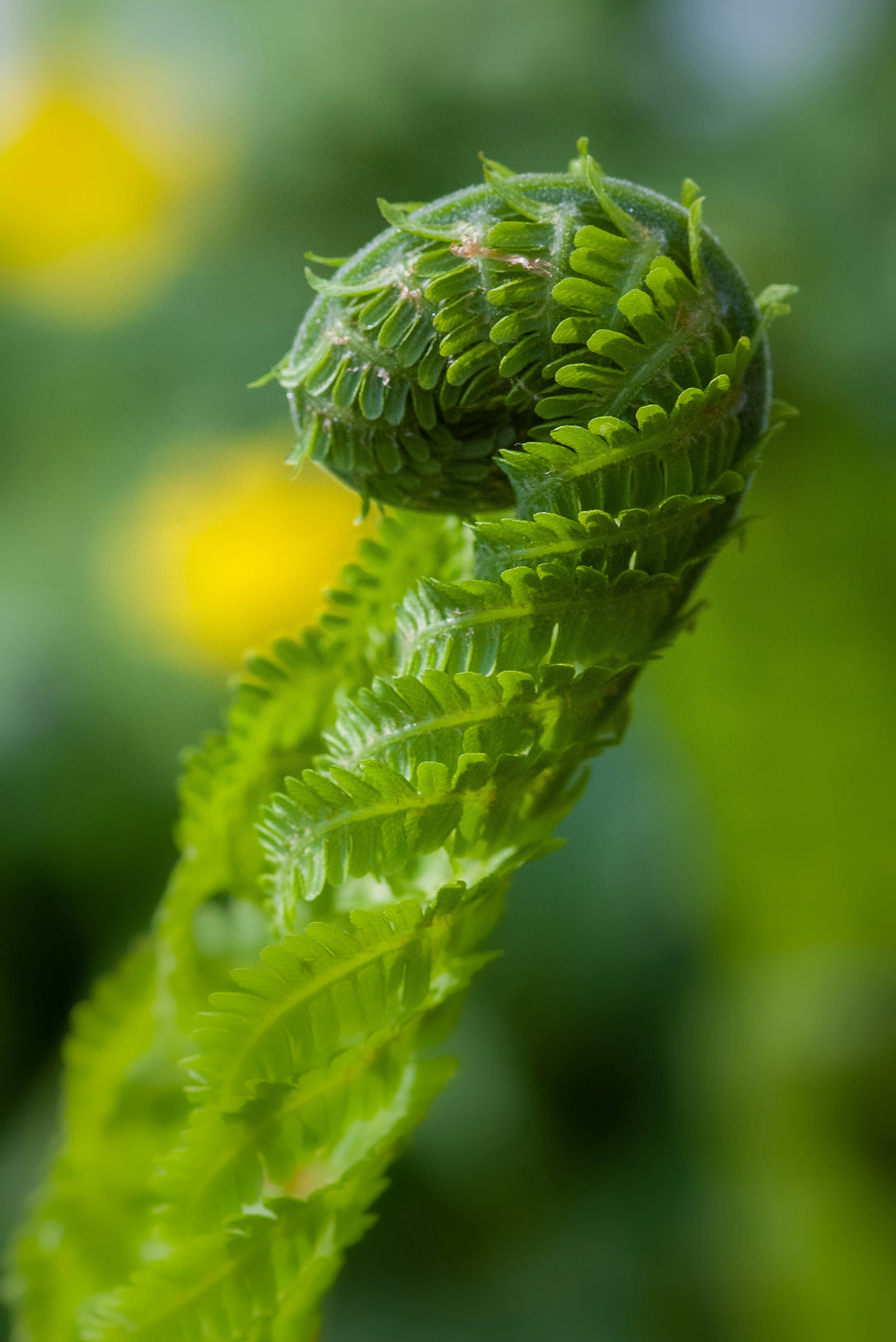 Close-up of a fern frond in the process of unfurling, showcasing intricate green textures against a blurred background.