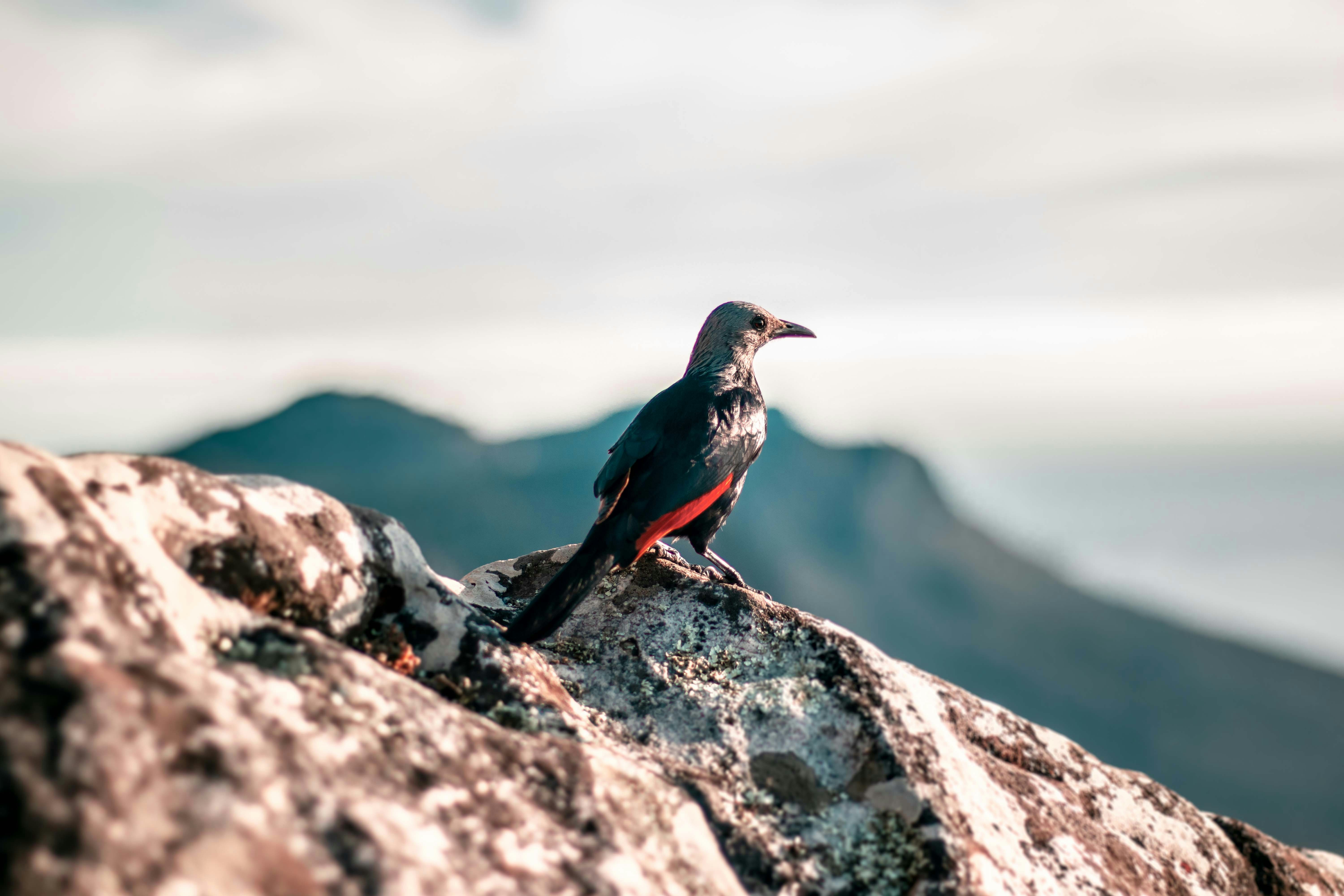 Black and red hummingbird photo – Free Grey Image on Unsplash