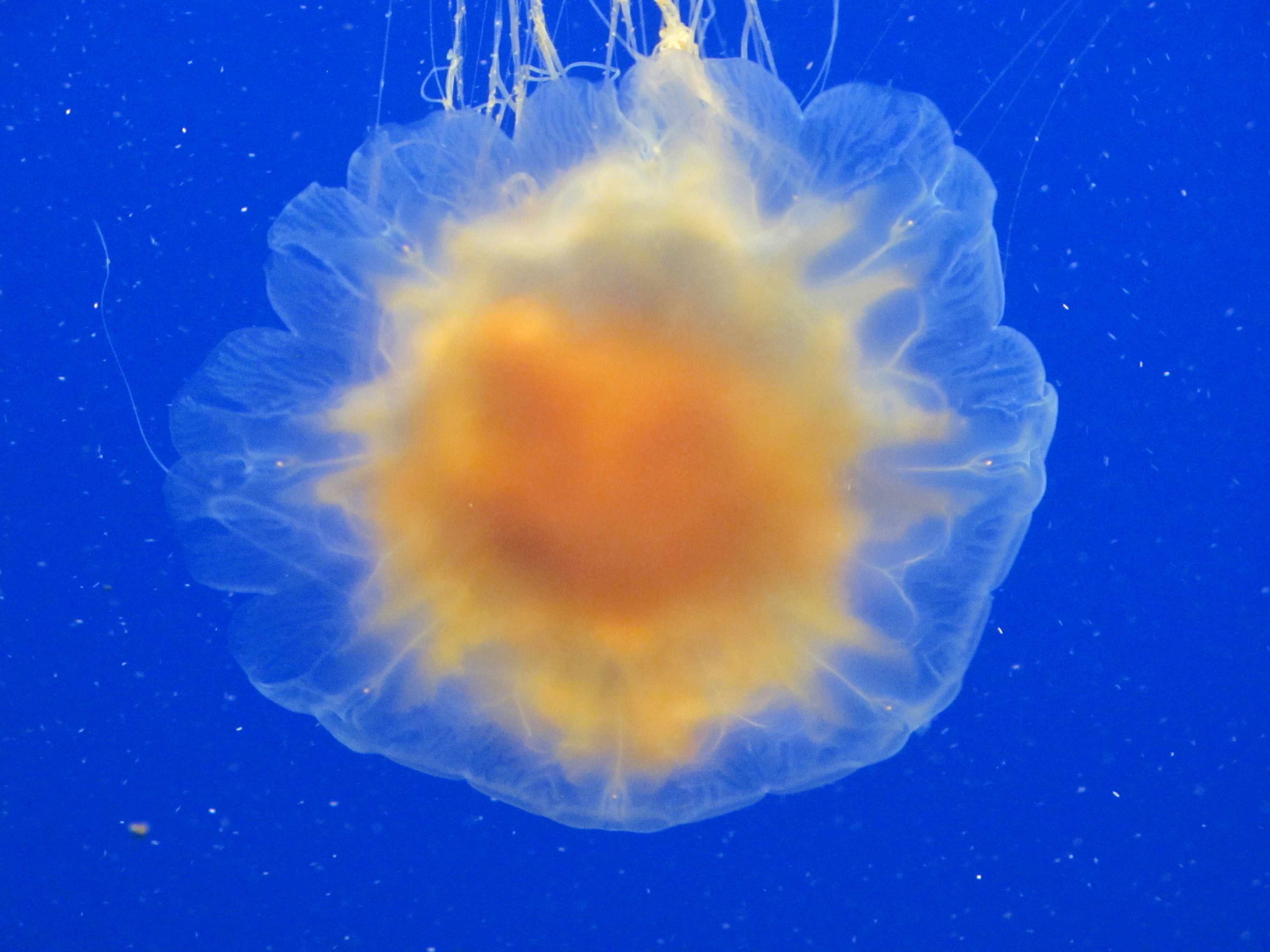 Yellow jelly fish photo – Free Monterey bay aquarium Image on Unsplash