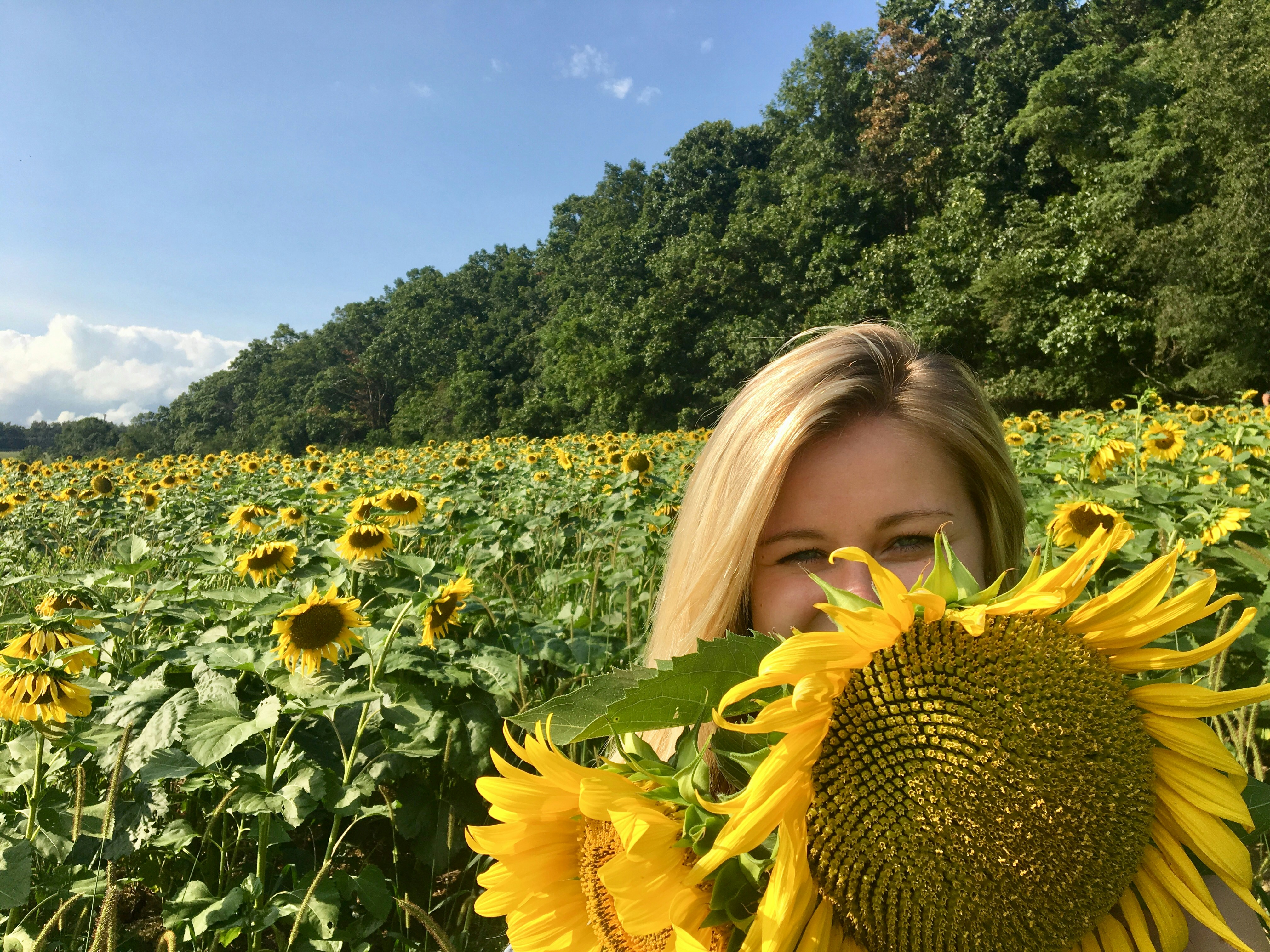 Glimmer of a Hidden Smile in a Sea of Sunflowers