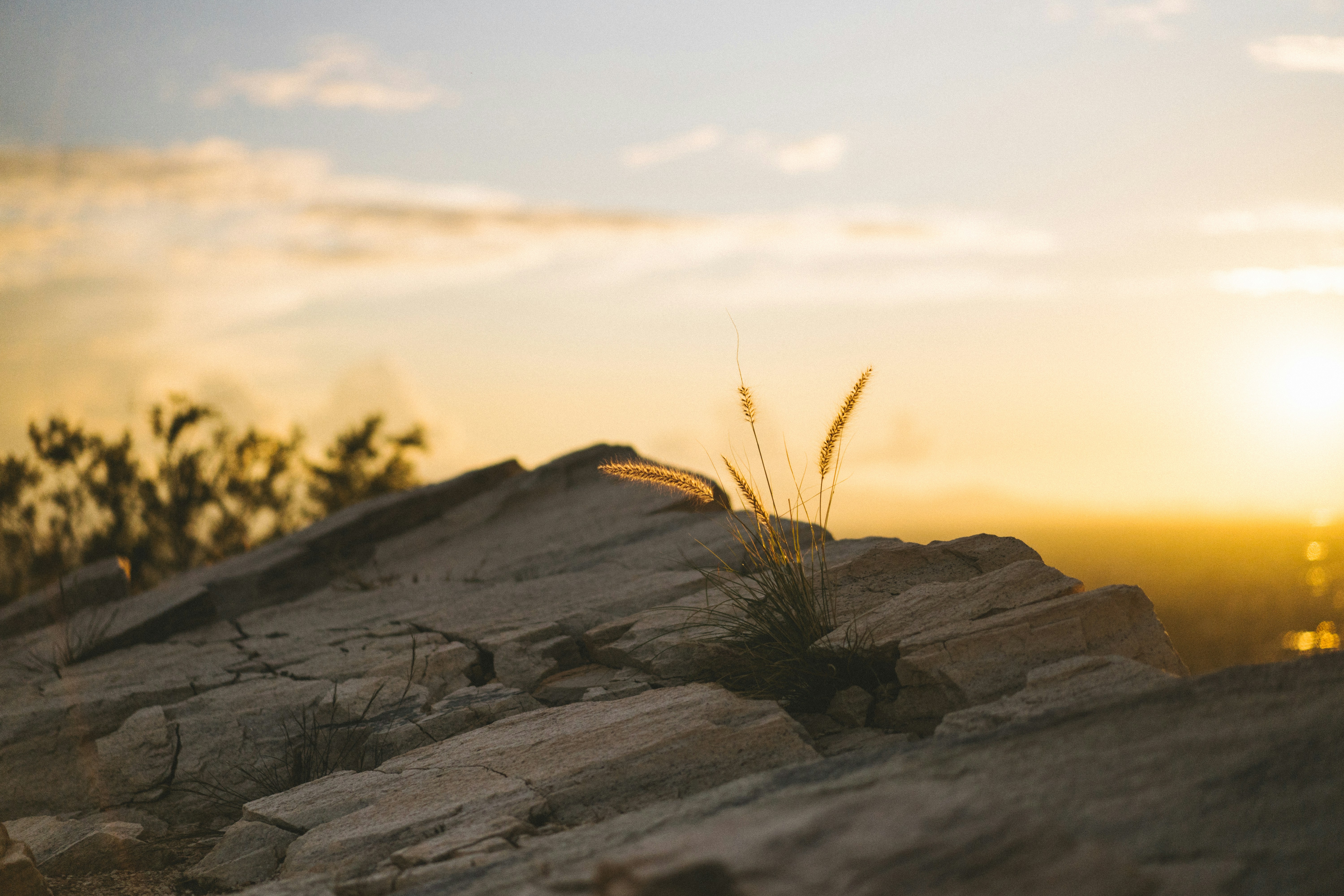 Golden grasses gently sway atop a rocky outcrop as the sun sets on the horizon.