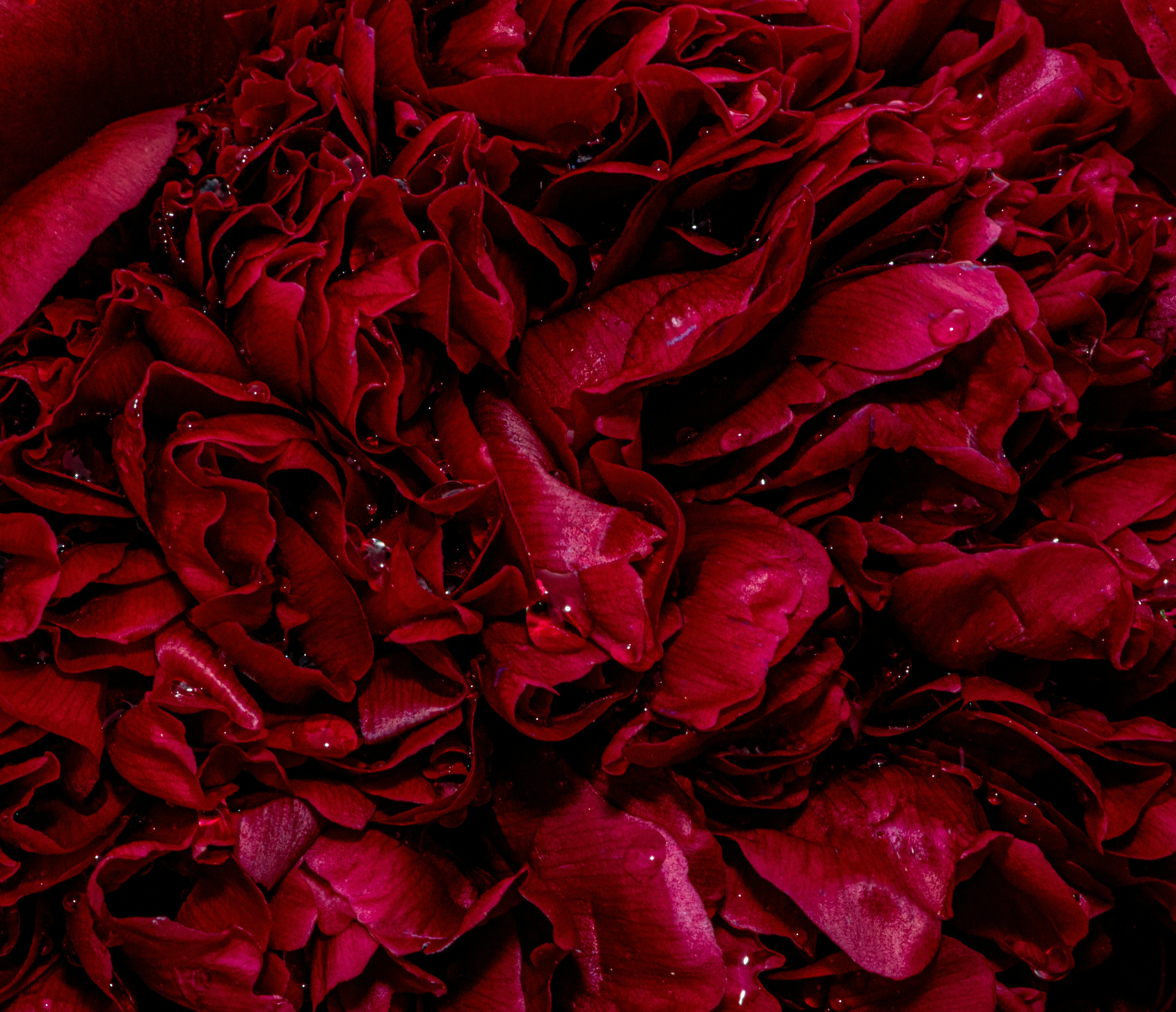 Close-up of deep red rose petals glistening with droplets, showcasing intricate textures and vibrant hues.