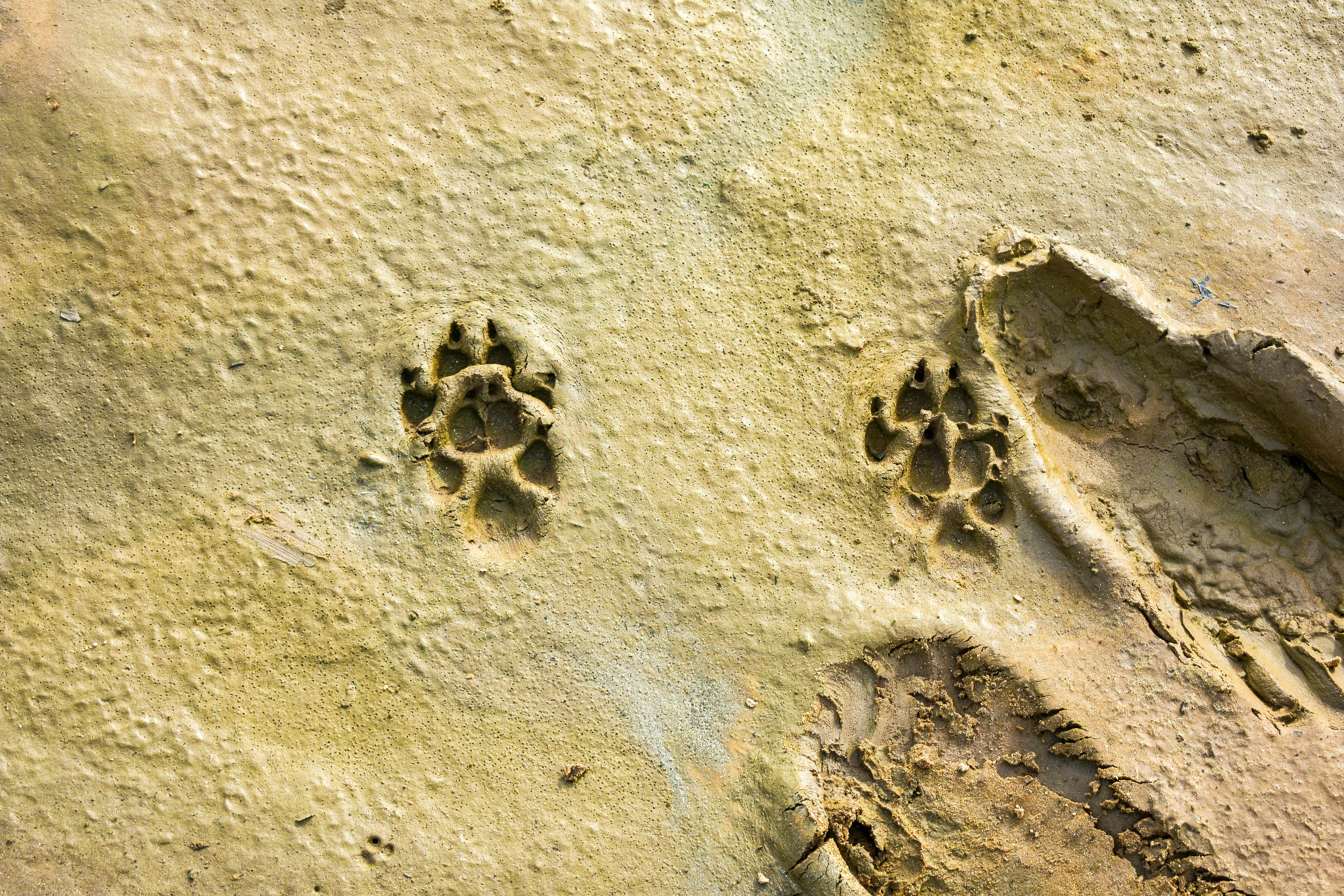 Pawprints in Weathered Yellow-Creme Wall