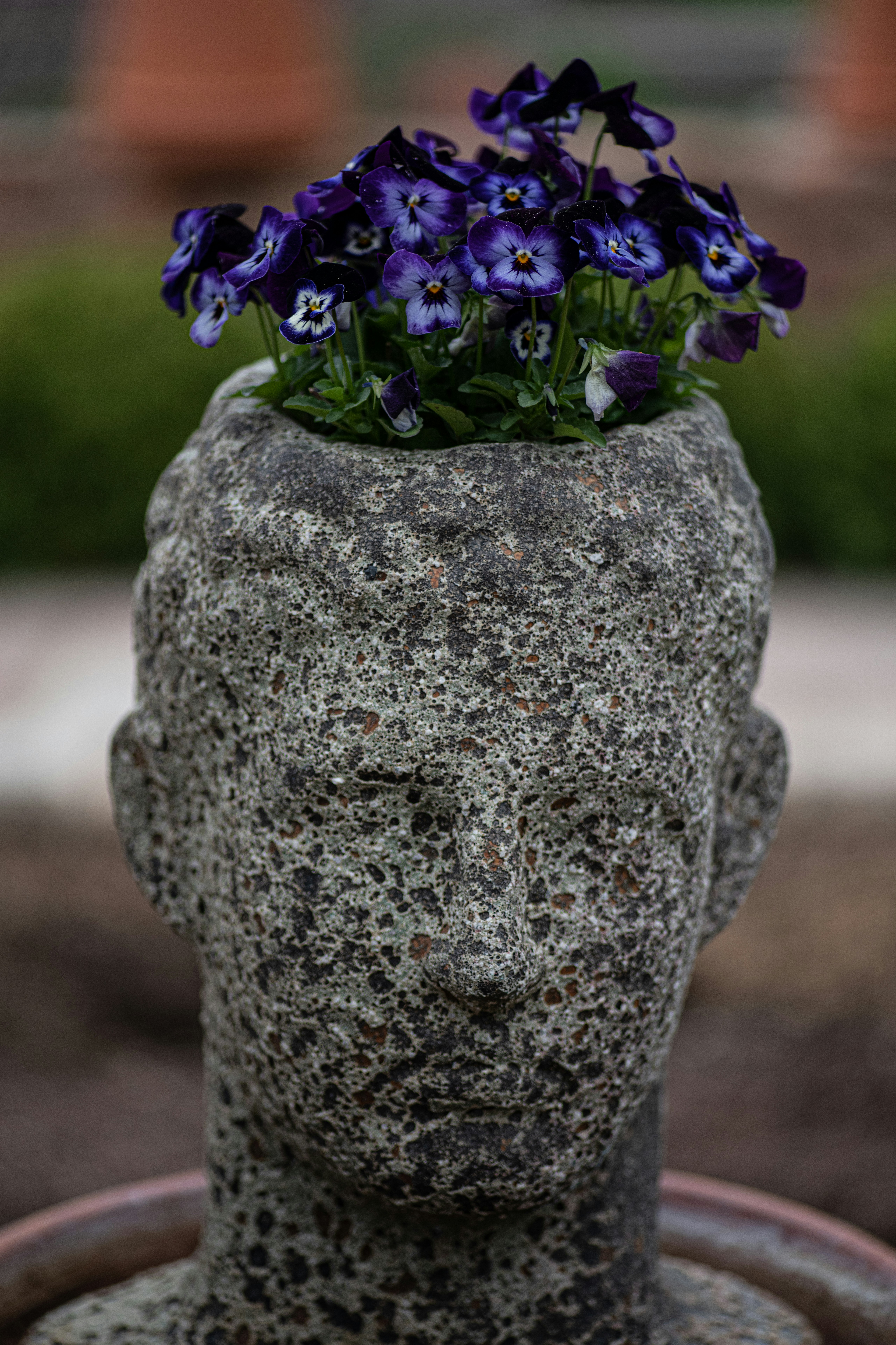 Crowned by Violet Pansies: A Weathered Bust Becomes a Garden Vessel