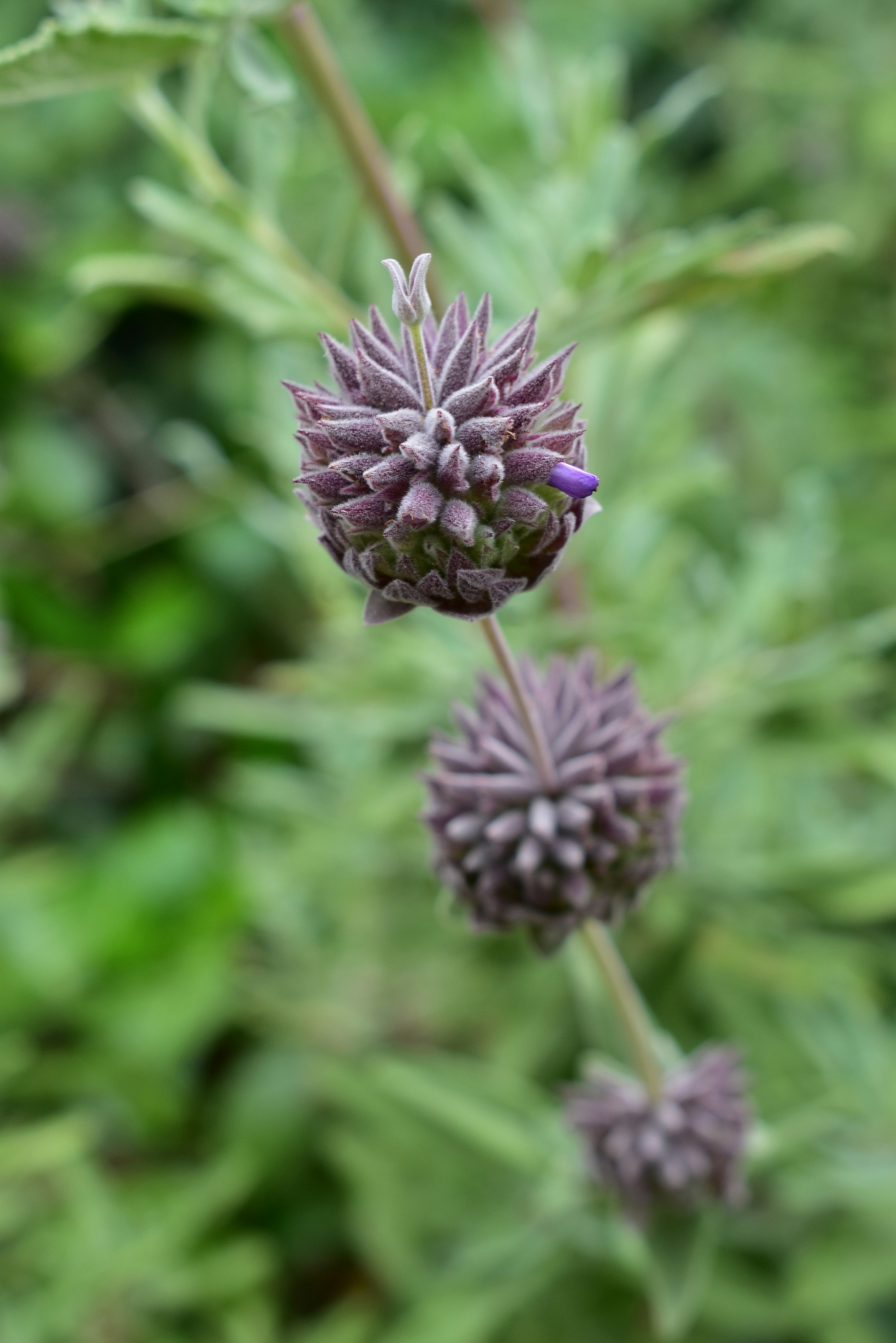 Purple Buds in Focus: A Close-Up of Lavender-Like Seed Heads