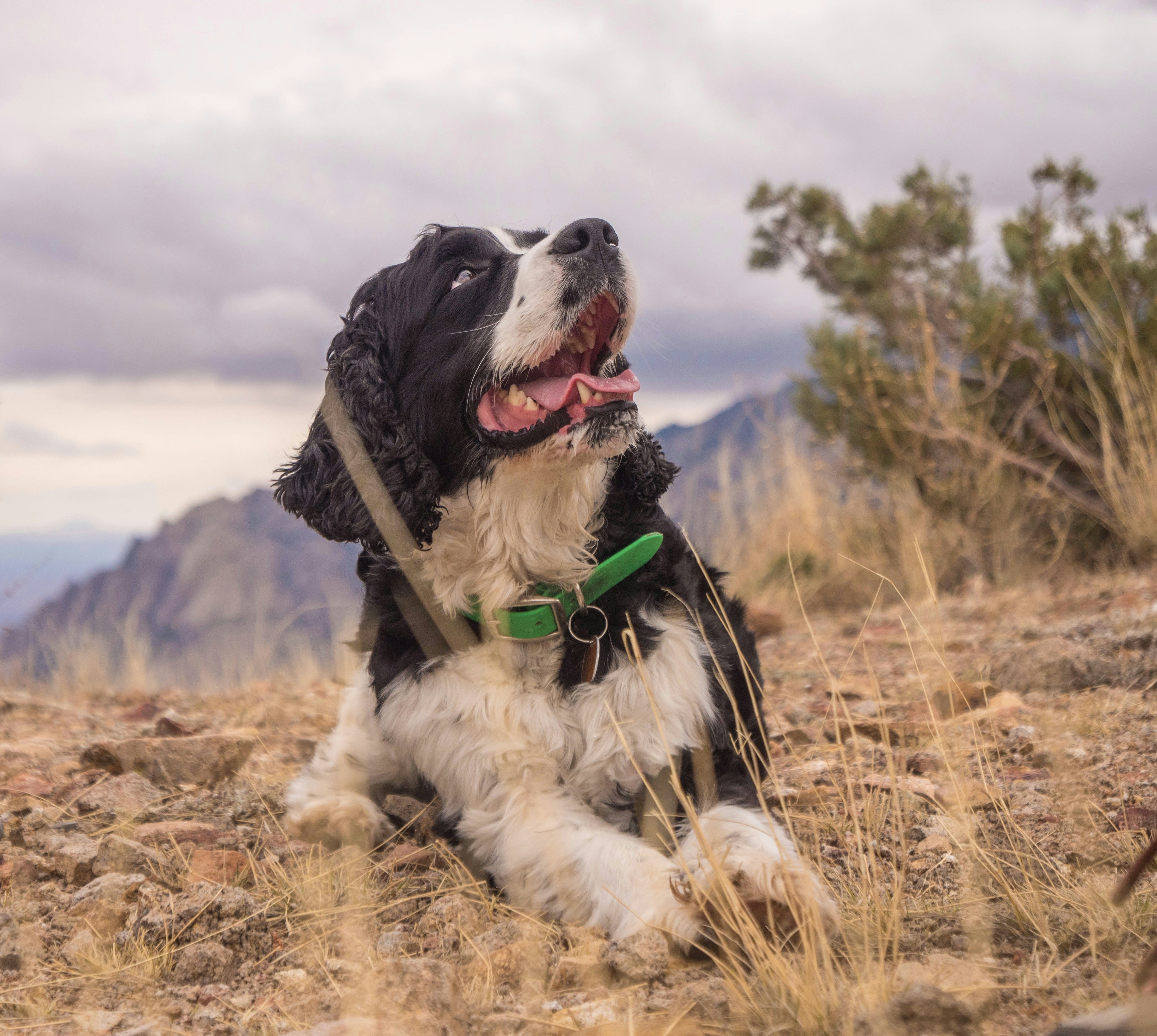 Joyful Pause in the Organ Mountains