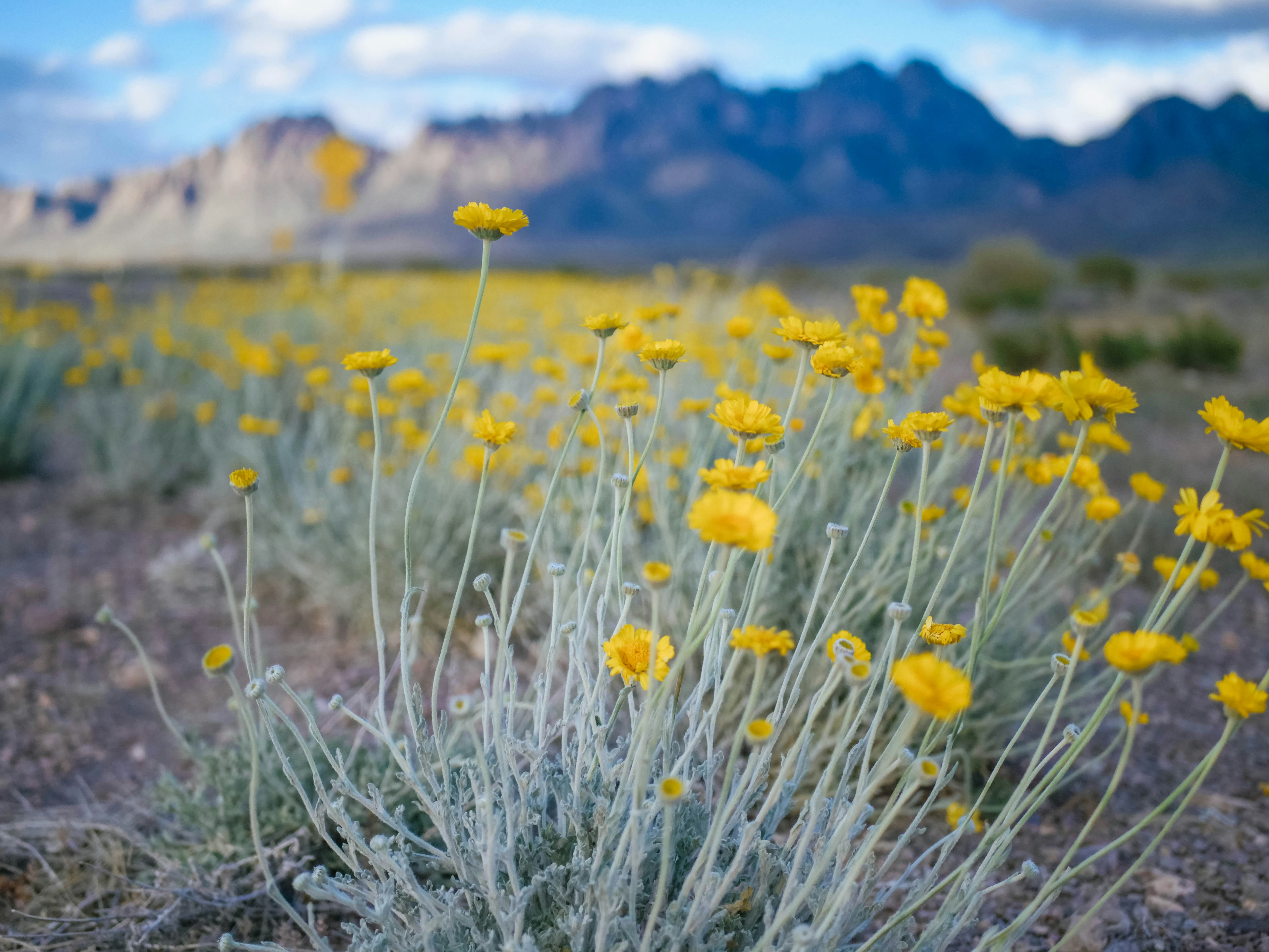 Desert Bloom in Focus: Golden Wildflowers Rise Over a Rugged Plain