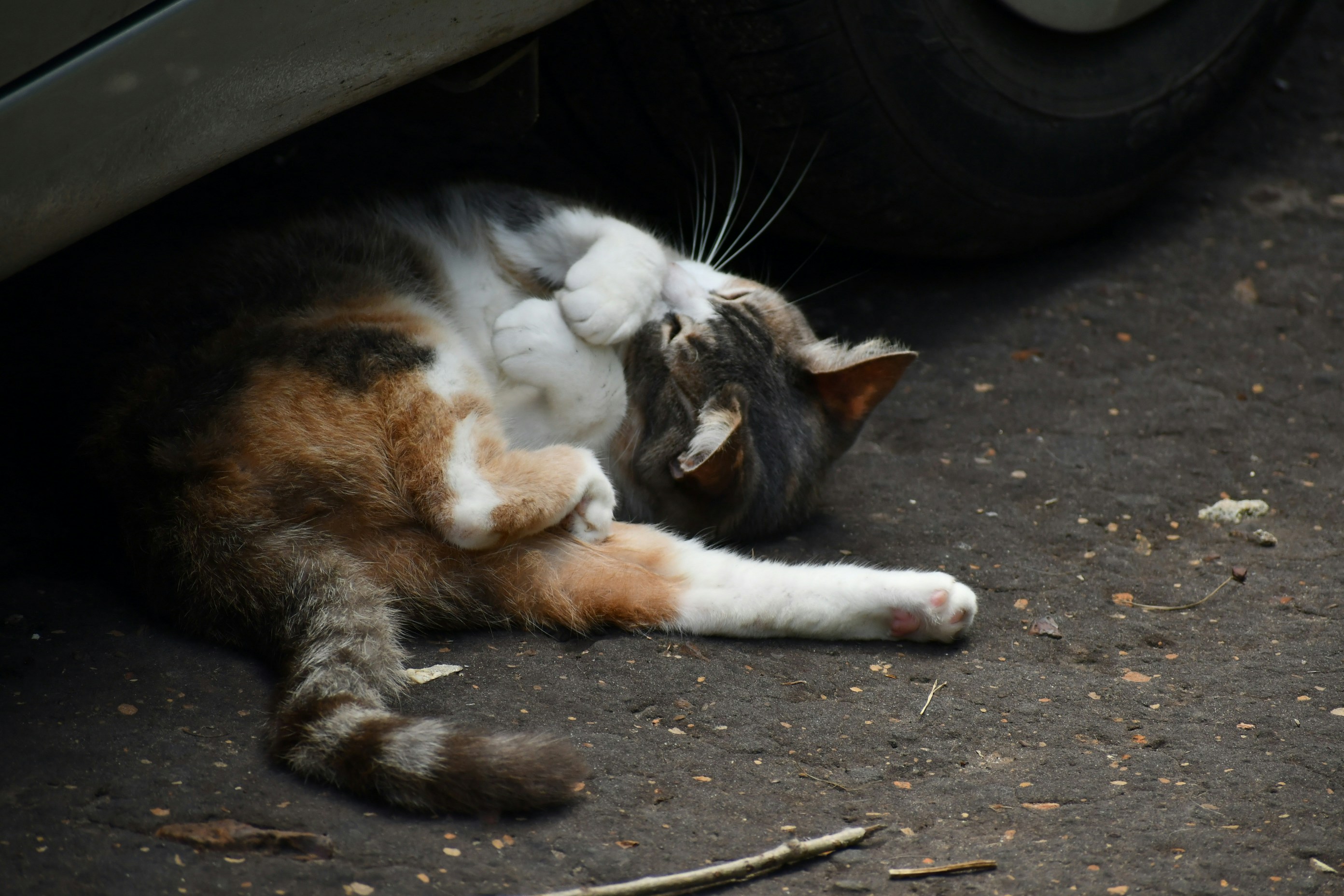 Nap Time Under the Car: A Tranquil Calico in the Shade
