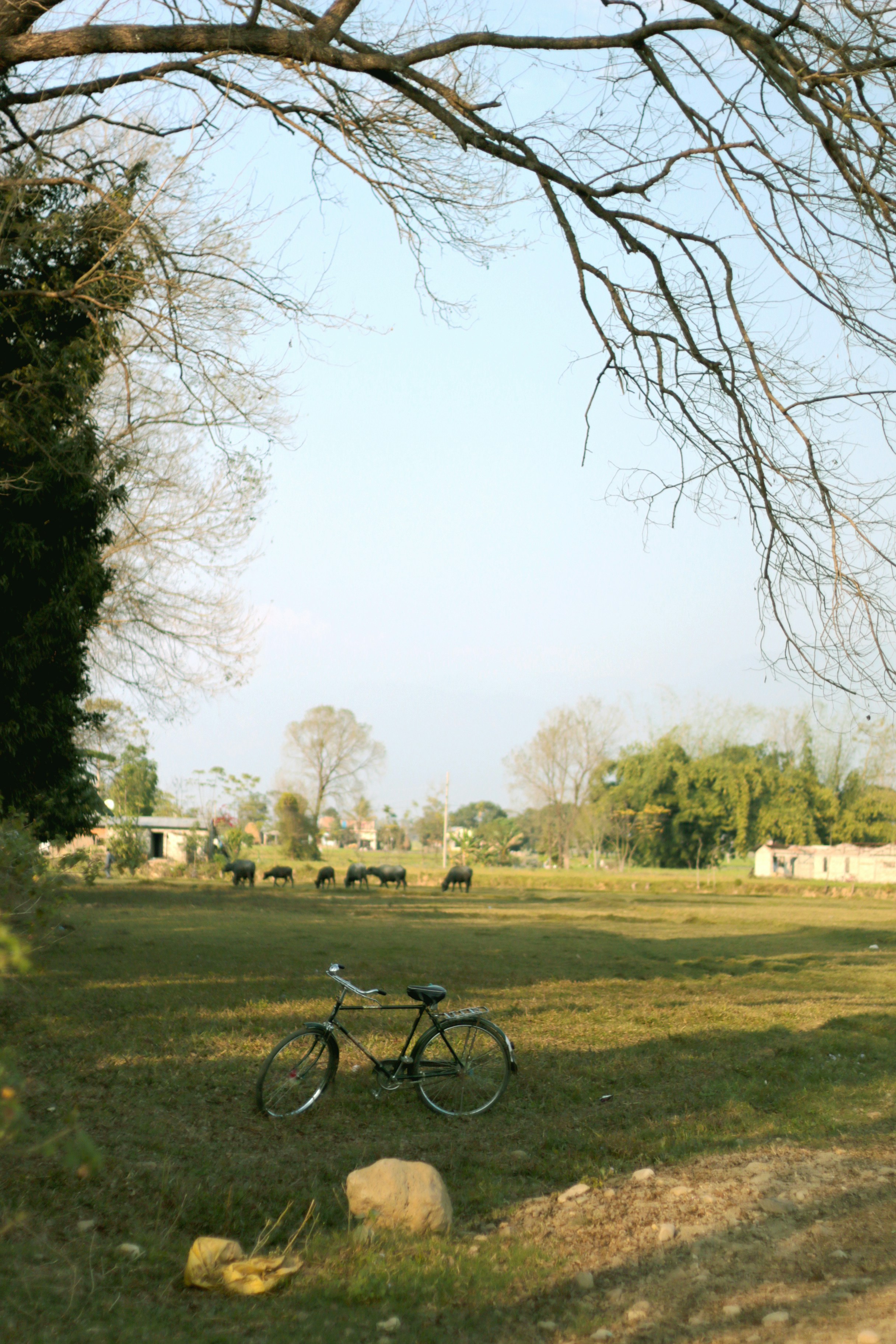Pastoral Moment: Bicycle at the Edge of the Field