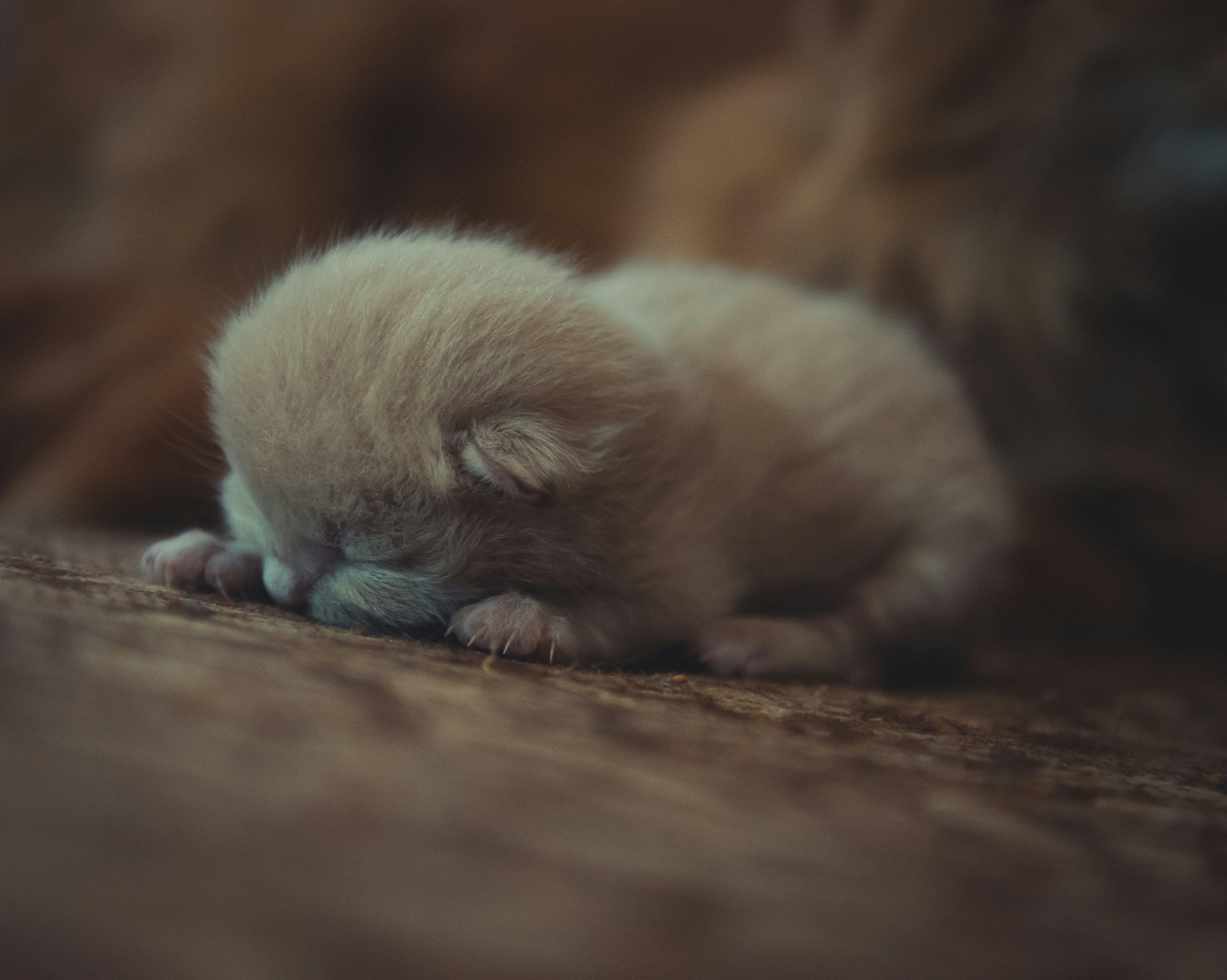 Innocams Cute Pictures | Download Free Images on Unsplash
