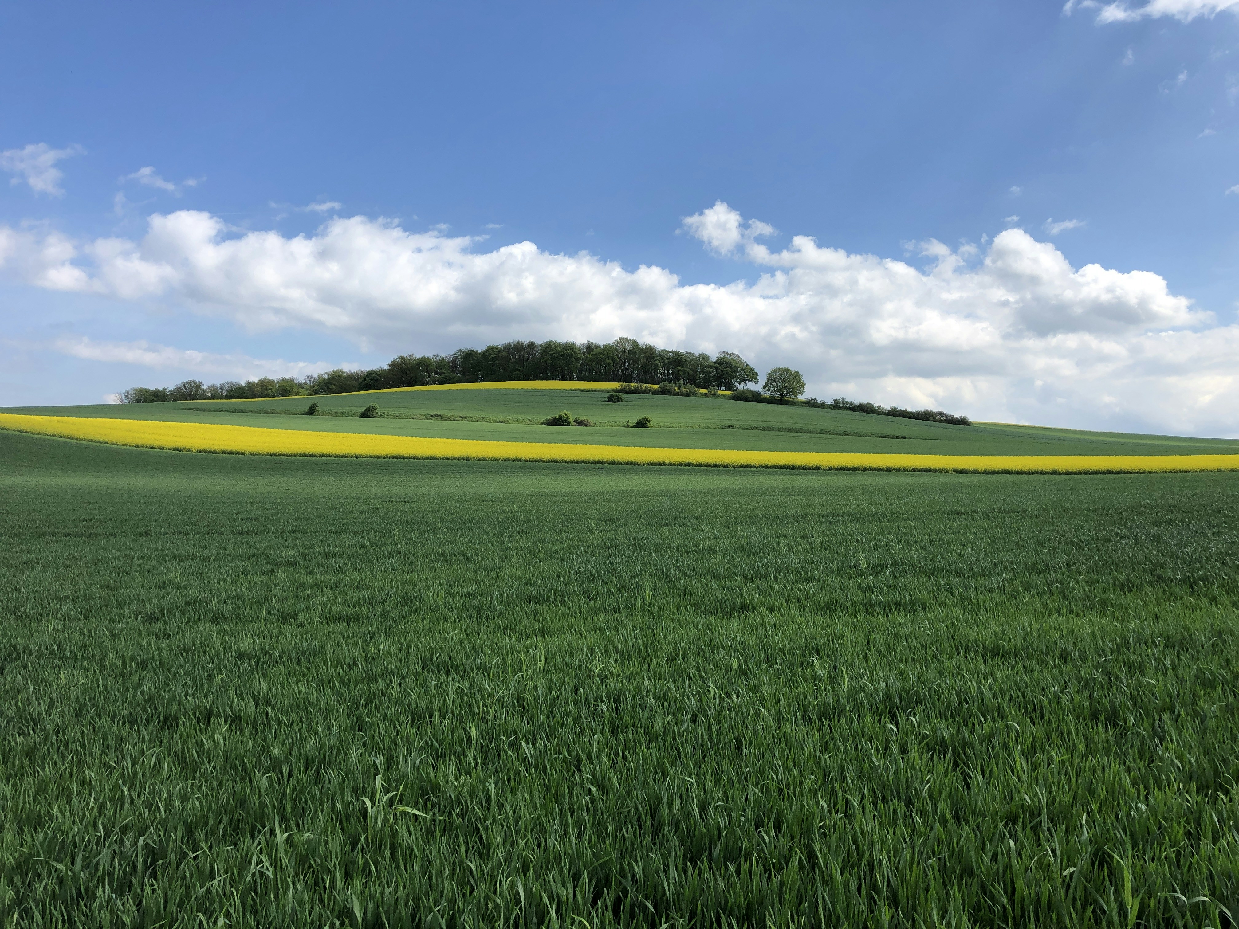 Vibrant green fields stretch towards a gently rolling hill topped with a bright yellow band of flowers under a partly cloudy sky.