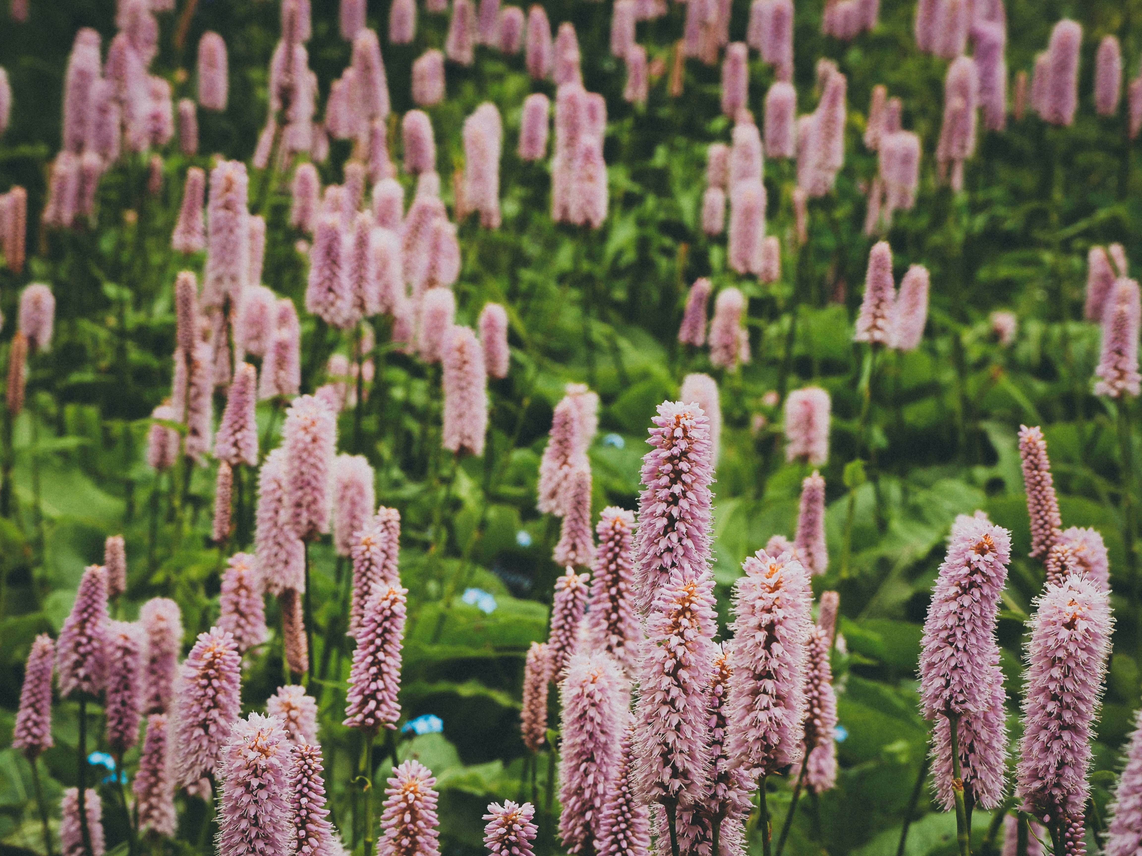 Pink Astilbe Sea: Vertical Blooms in a Quiet Garden