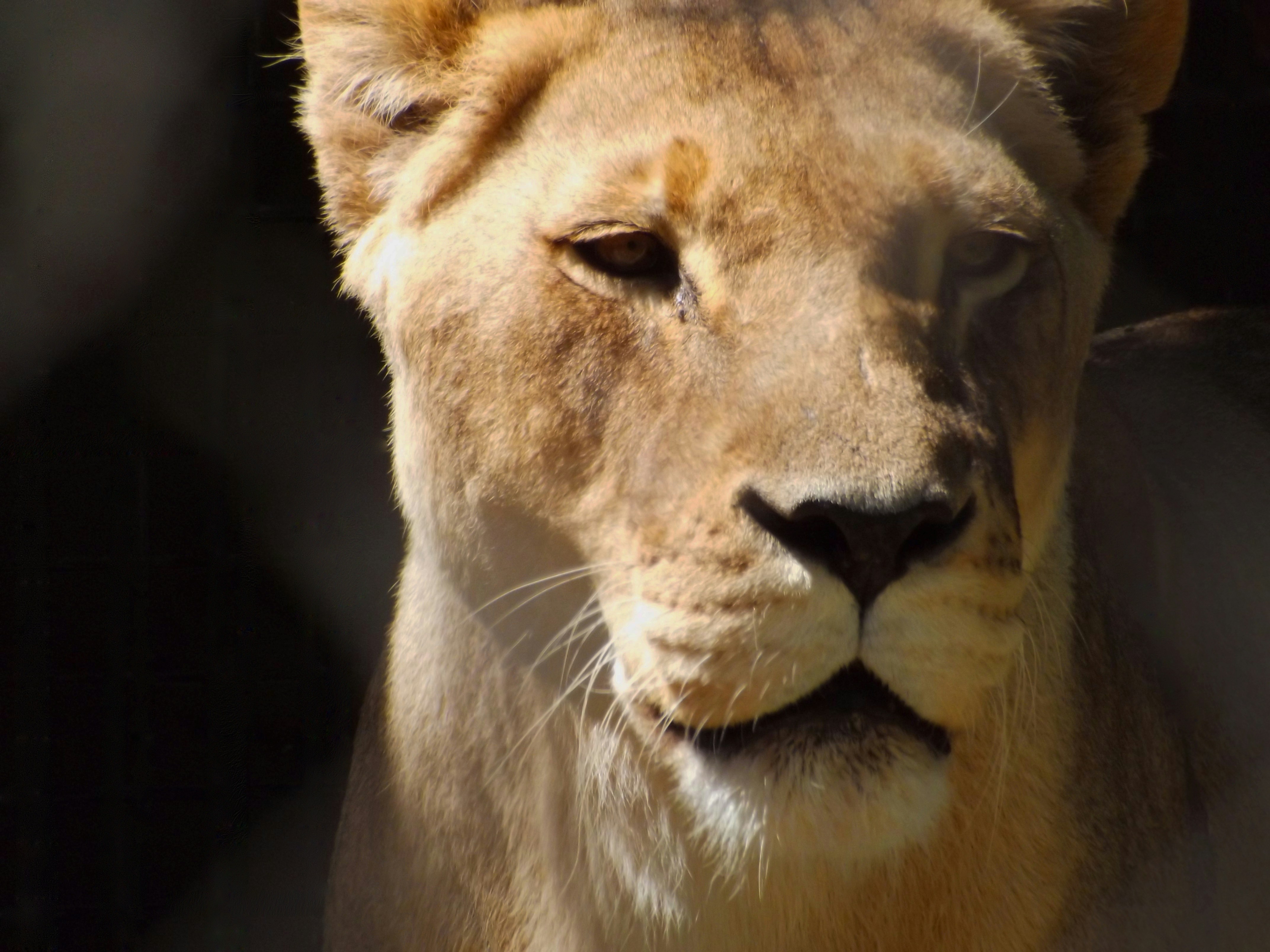 Close-up of a lioness with a thoughtful expression, showcasing her majestic features against a dark background.