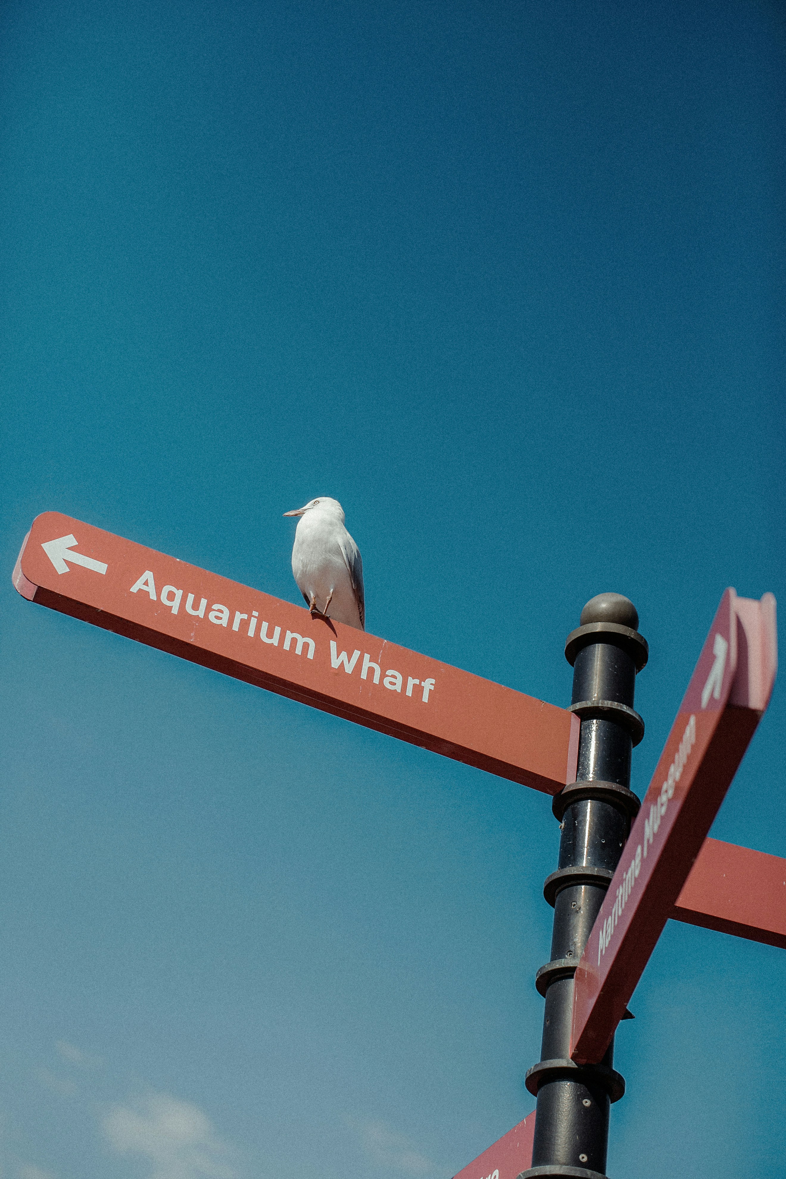 Seagull Perch at Aquarium Wharf Signpost Under a Cerulean Sky