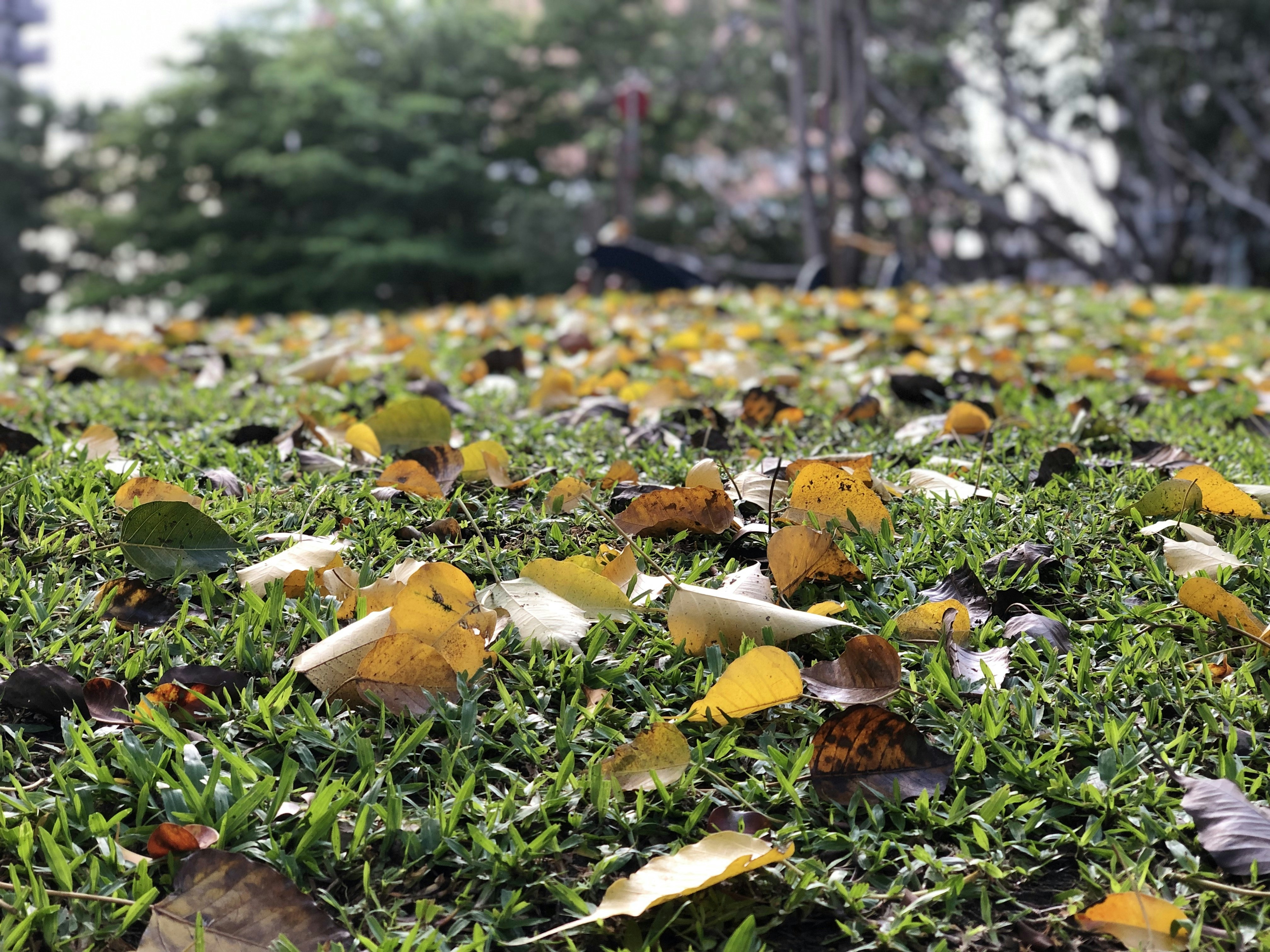 Autumn Carpet: Leaves resting on a low-green lawn