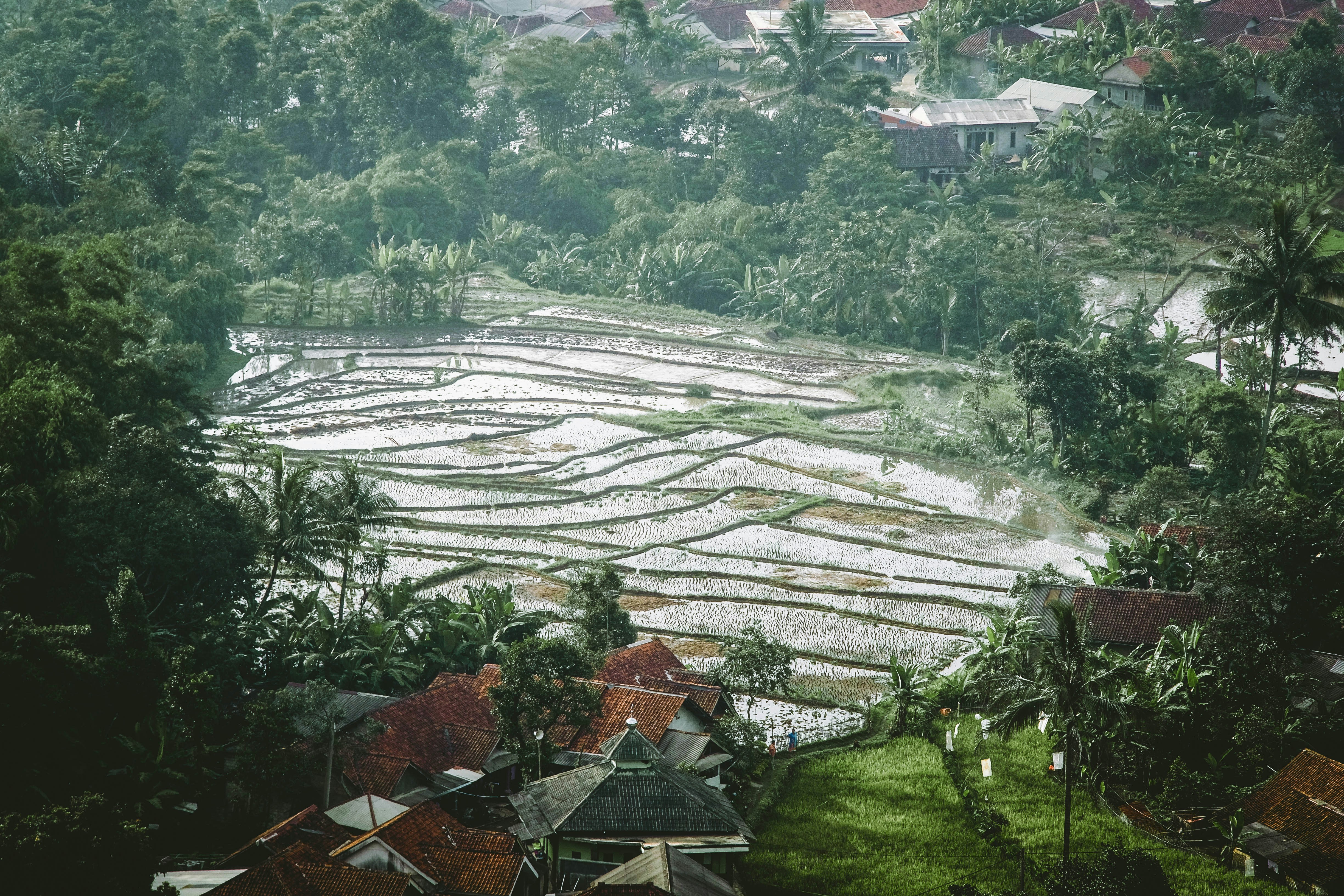 Lush green rice terraces nestled within a tropical landscape, reflecting light and shadow.