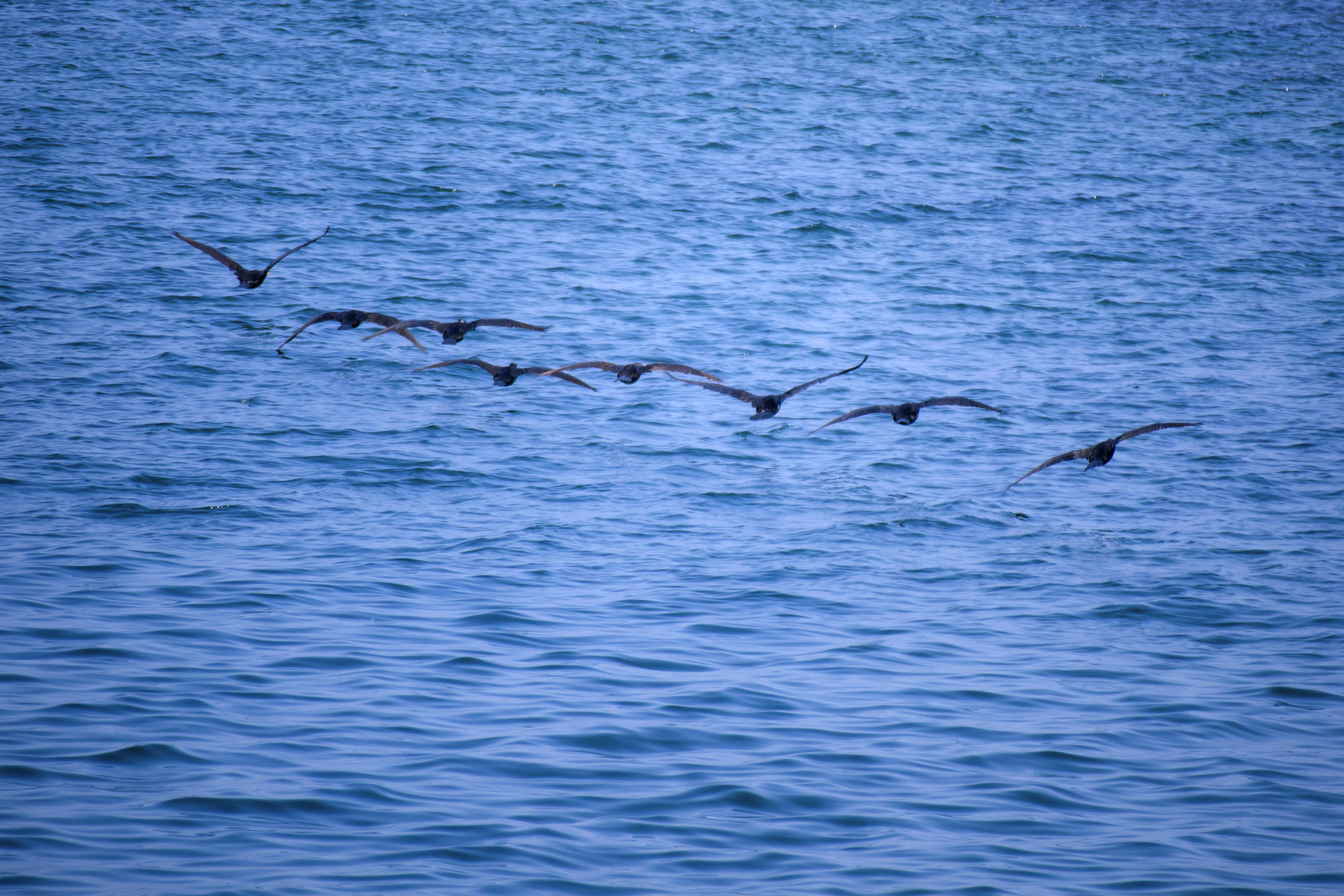 Soaring birds over water photo – Free Blue Image on Unsplash