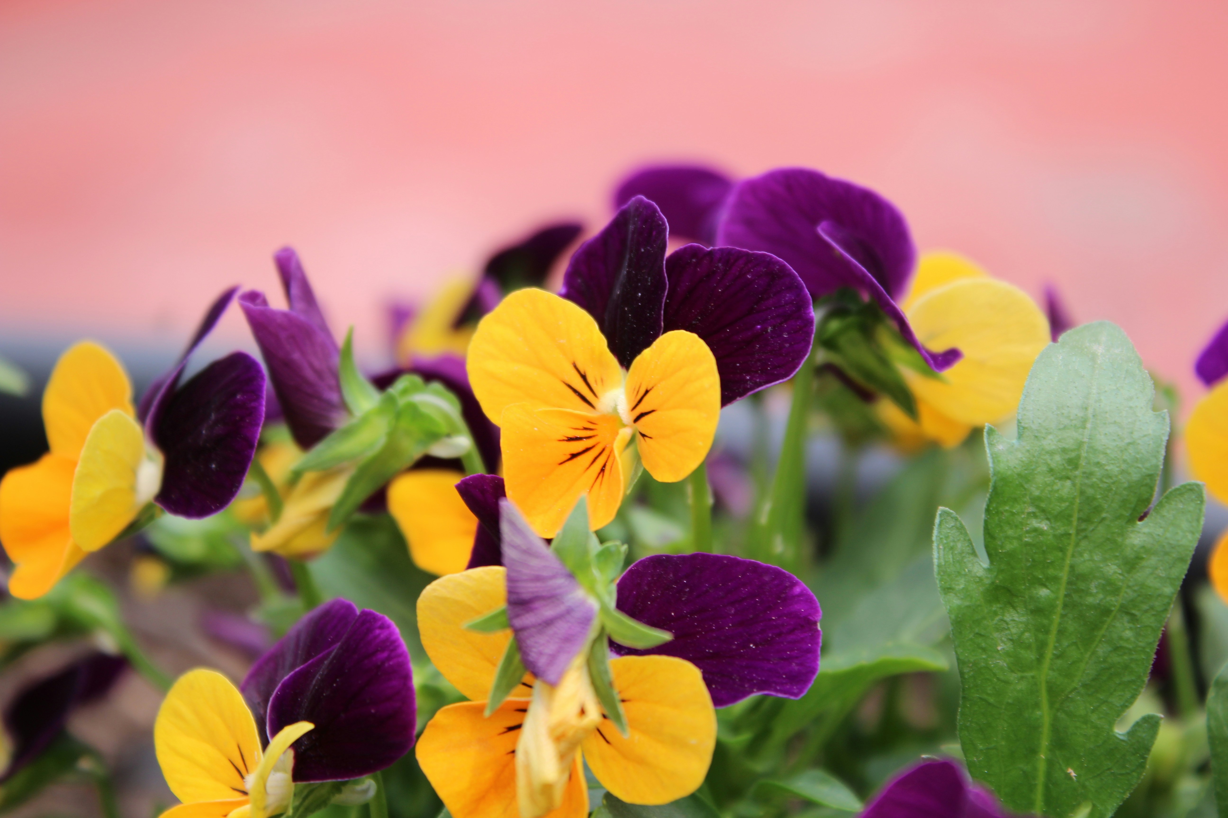 30,000+ Pansy Pictures | Download Free Images on Unsplash