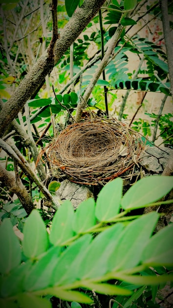 Coping With An Empty Nest | SoulCare Counseling