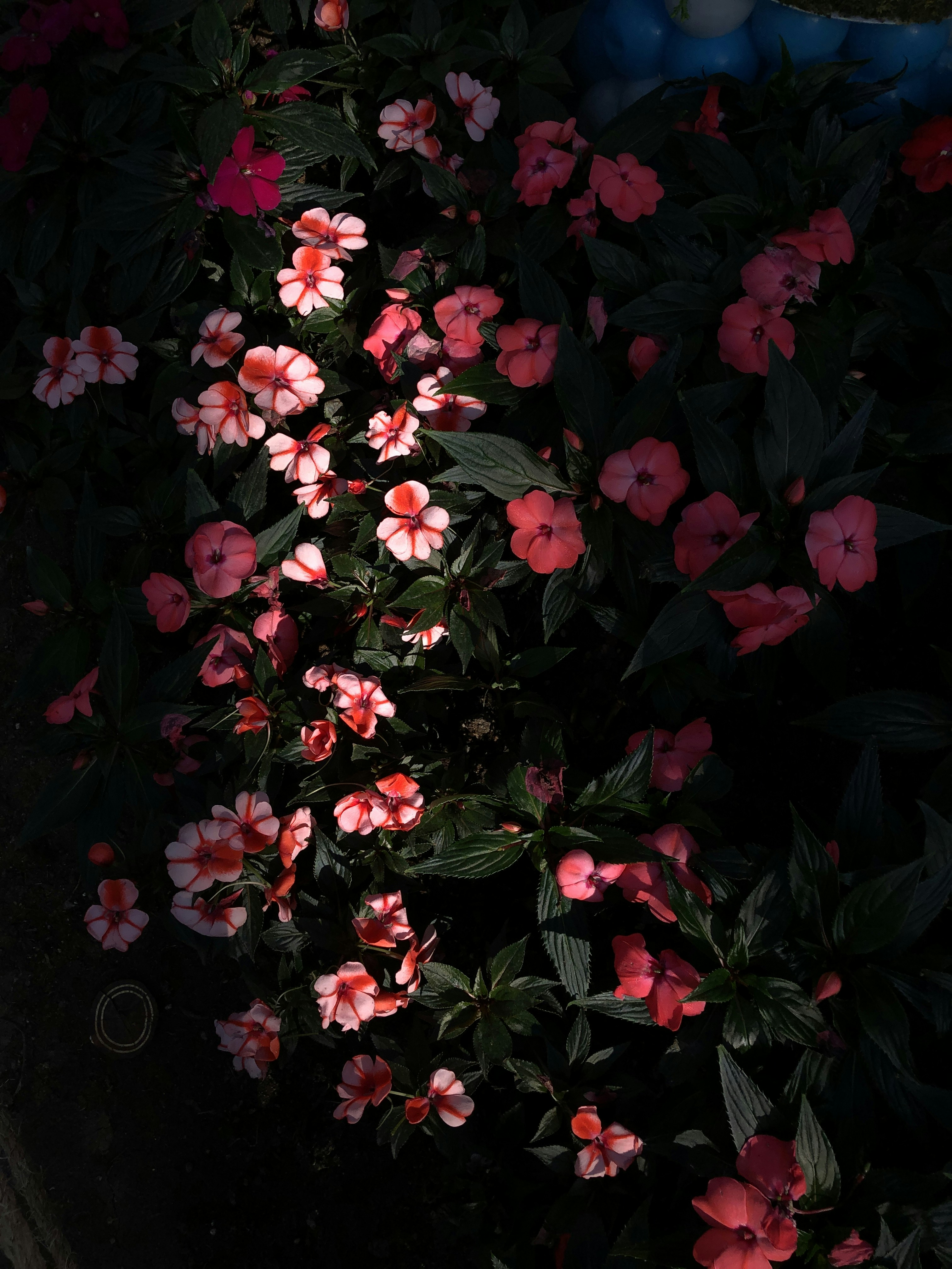 Spotlighted Pink Impatiens in a Velvet Night Garden