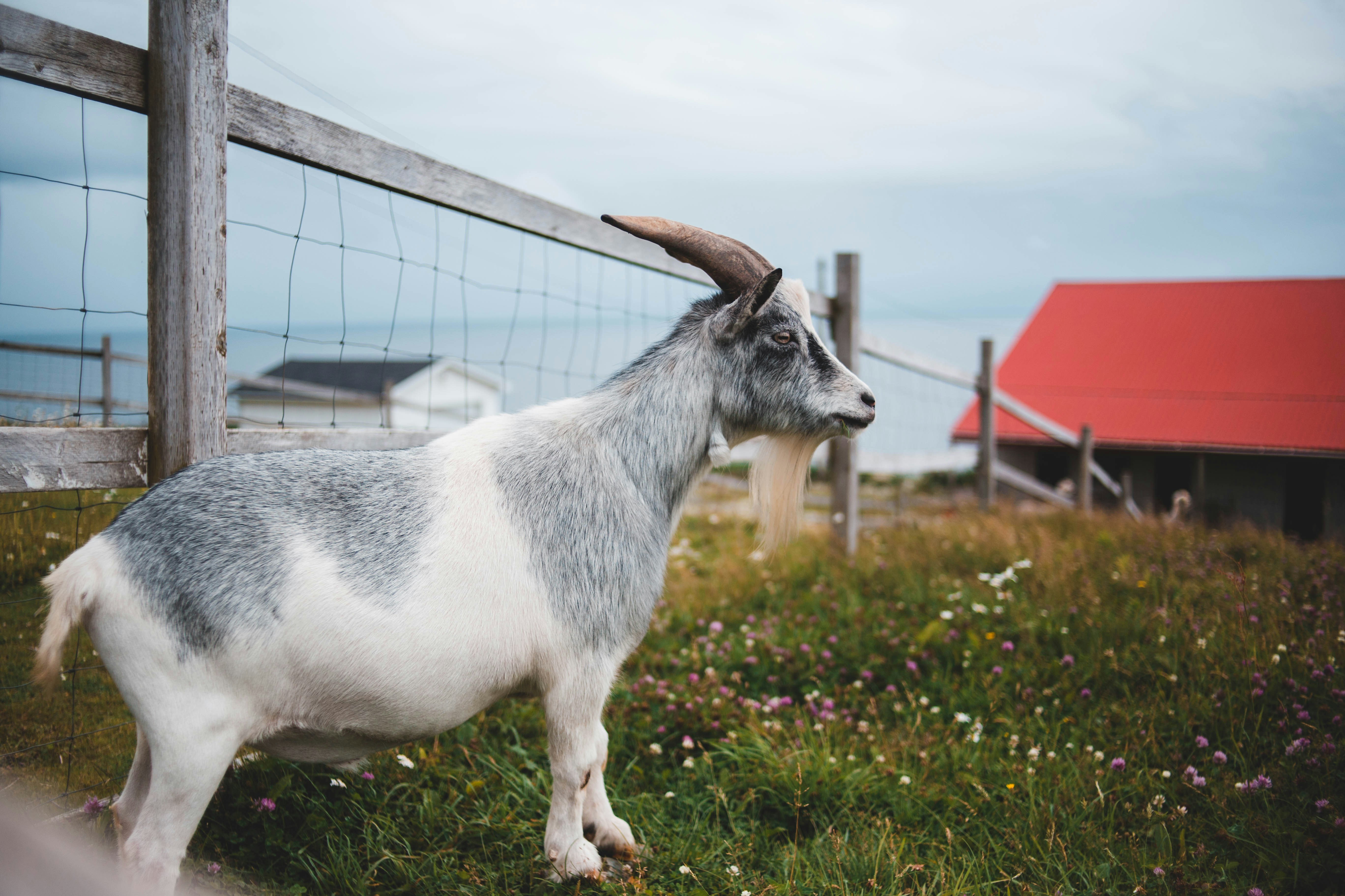 Fenceline Inquiry: A Goat Pauses by the Rural Red Roof