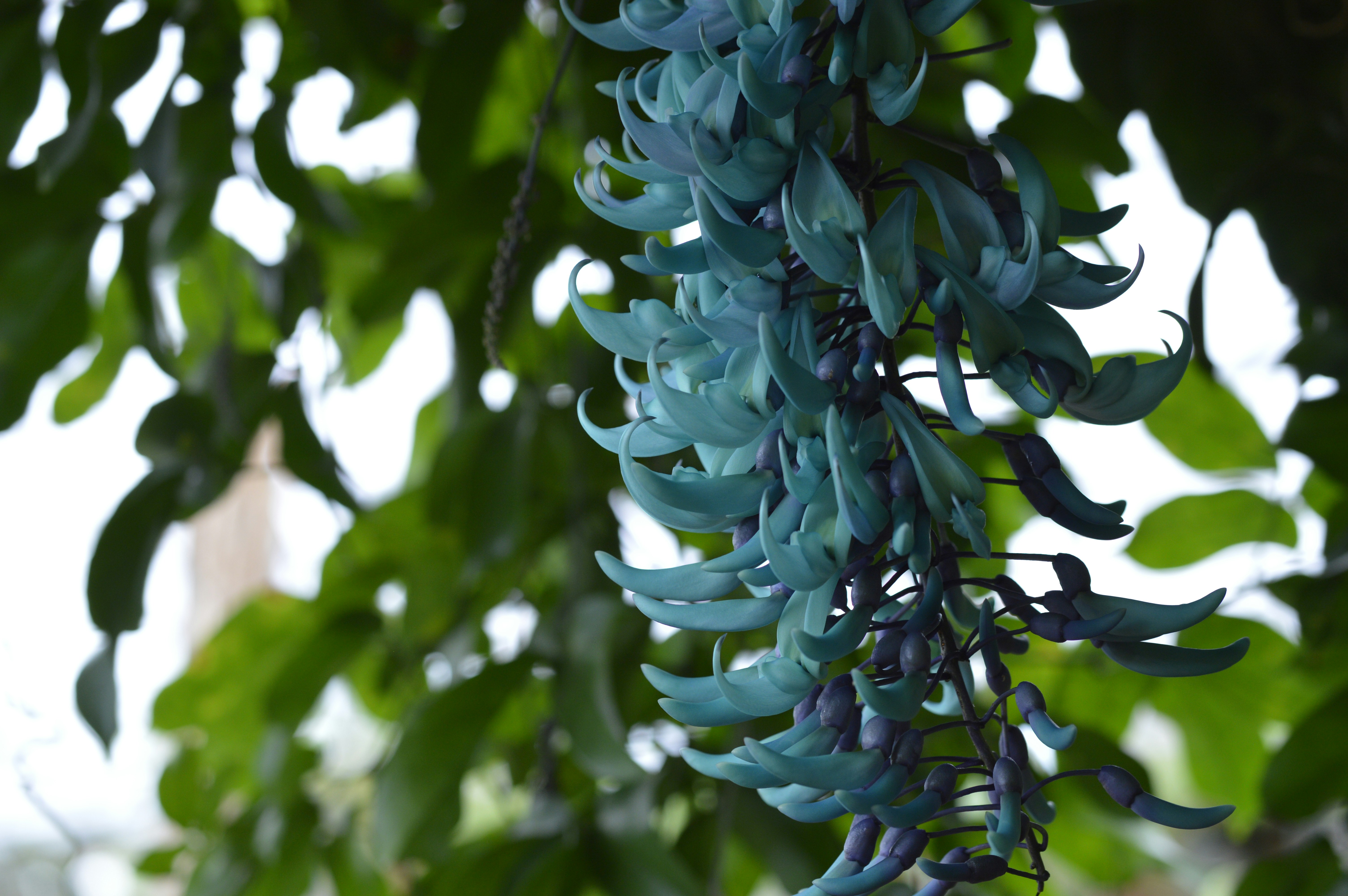 Verdigris Cascade: Close-Up of a Blue-Green Leaf Pendant