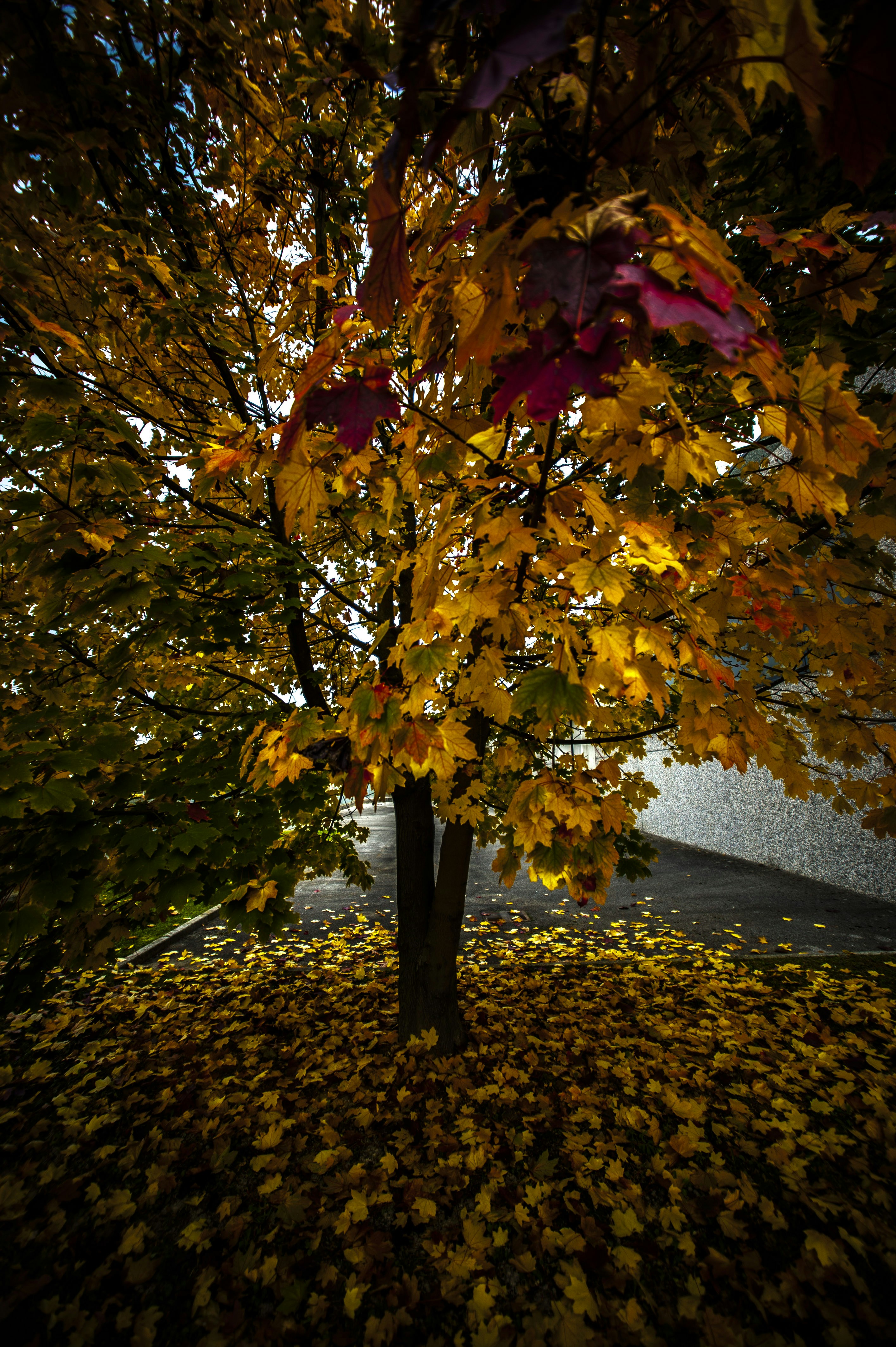 Vibrant yellow and orange leaves envelop a tree, creating a colorful carpet on the ground. The backdrop features a subtle gray wall, enhancing the autumnal scene.