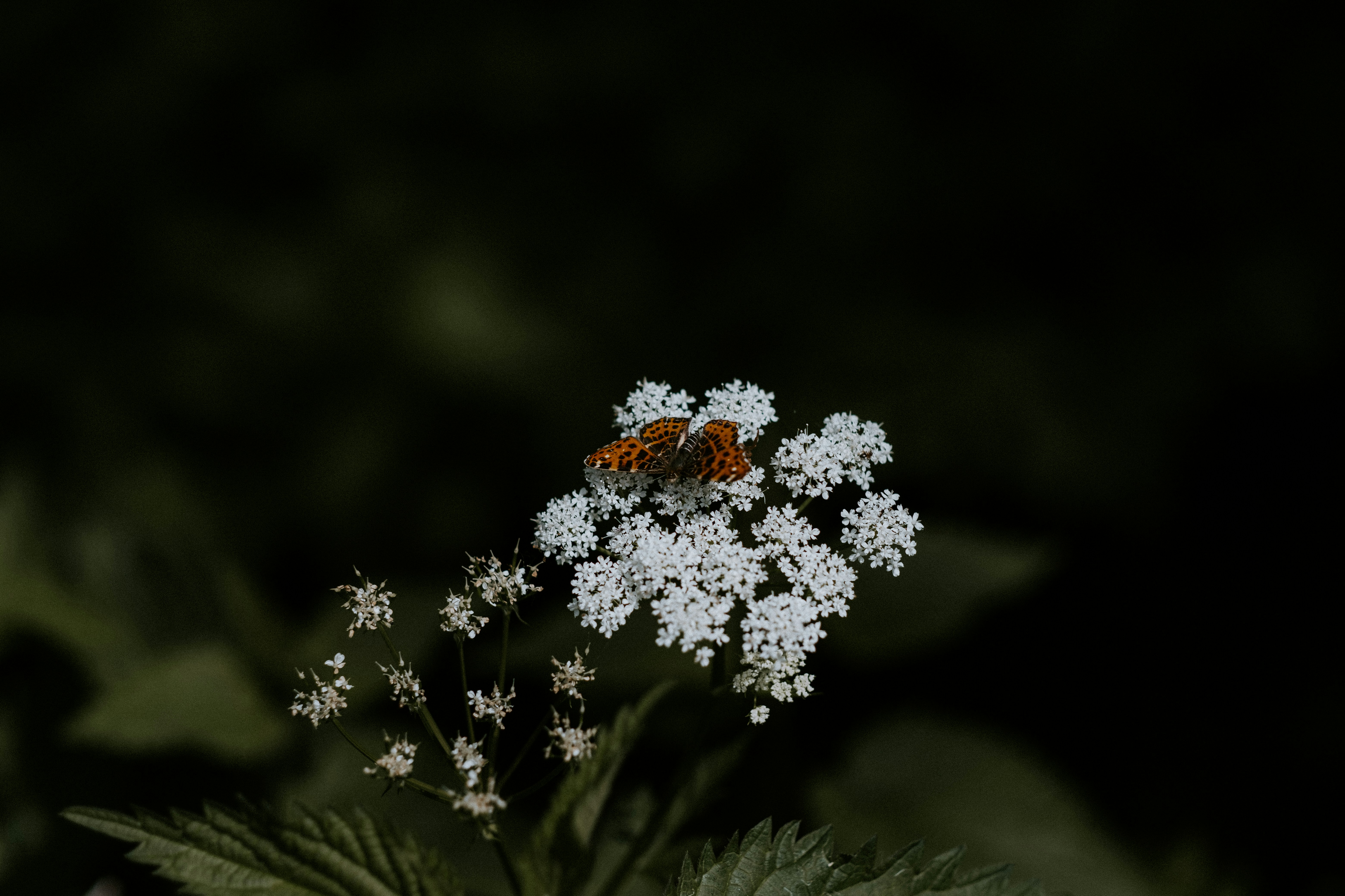 Amber Butterfly Perched on Snowy Yarrow Against Velvet Darkness