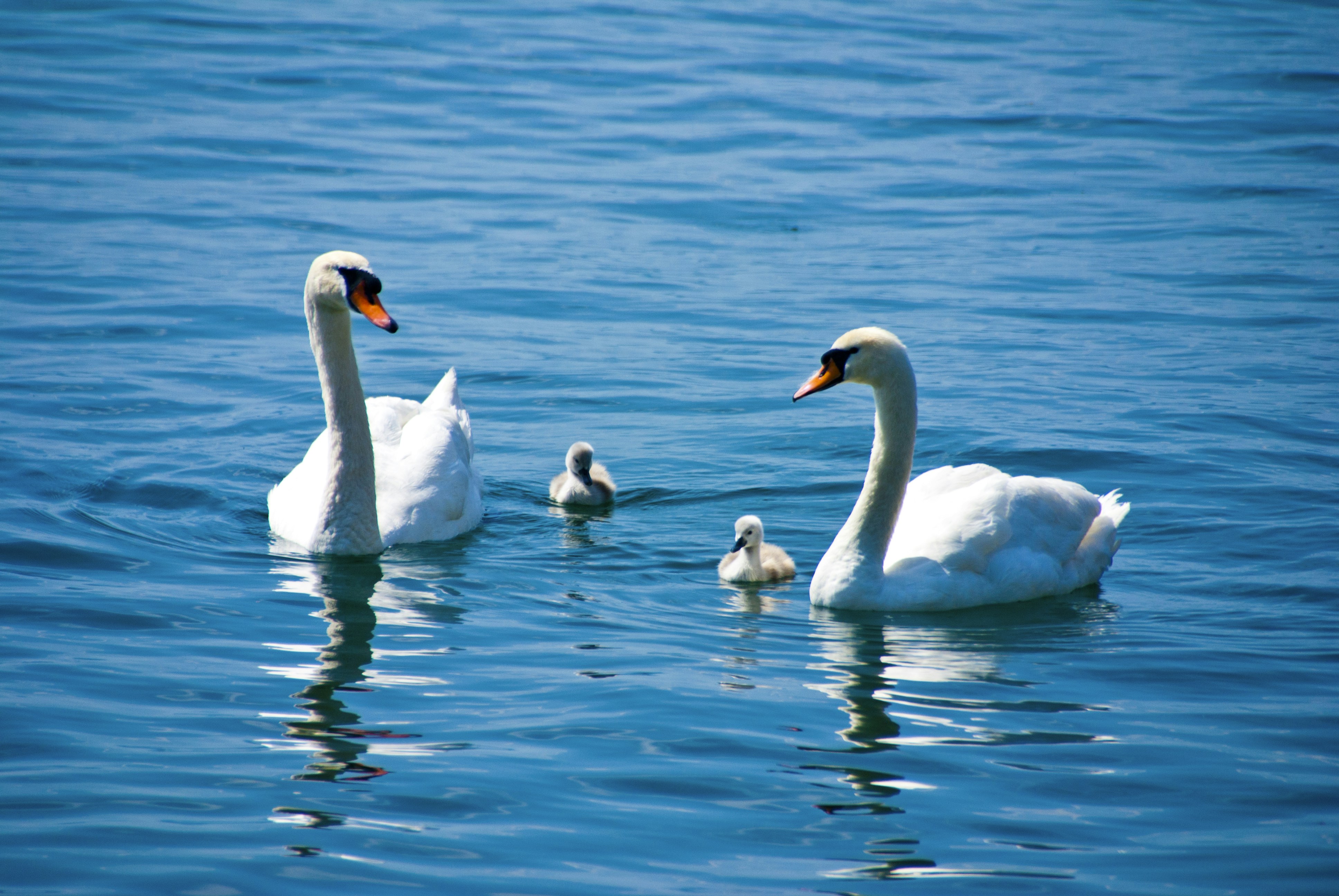 Two adult swans and their cygnets gracefully swim together in a serene blue lake, showcasing a moment of family bonding.