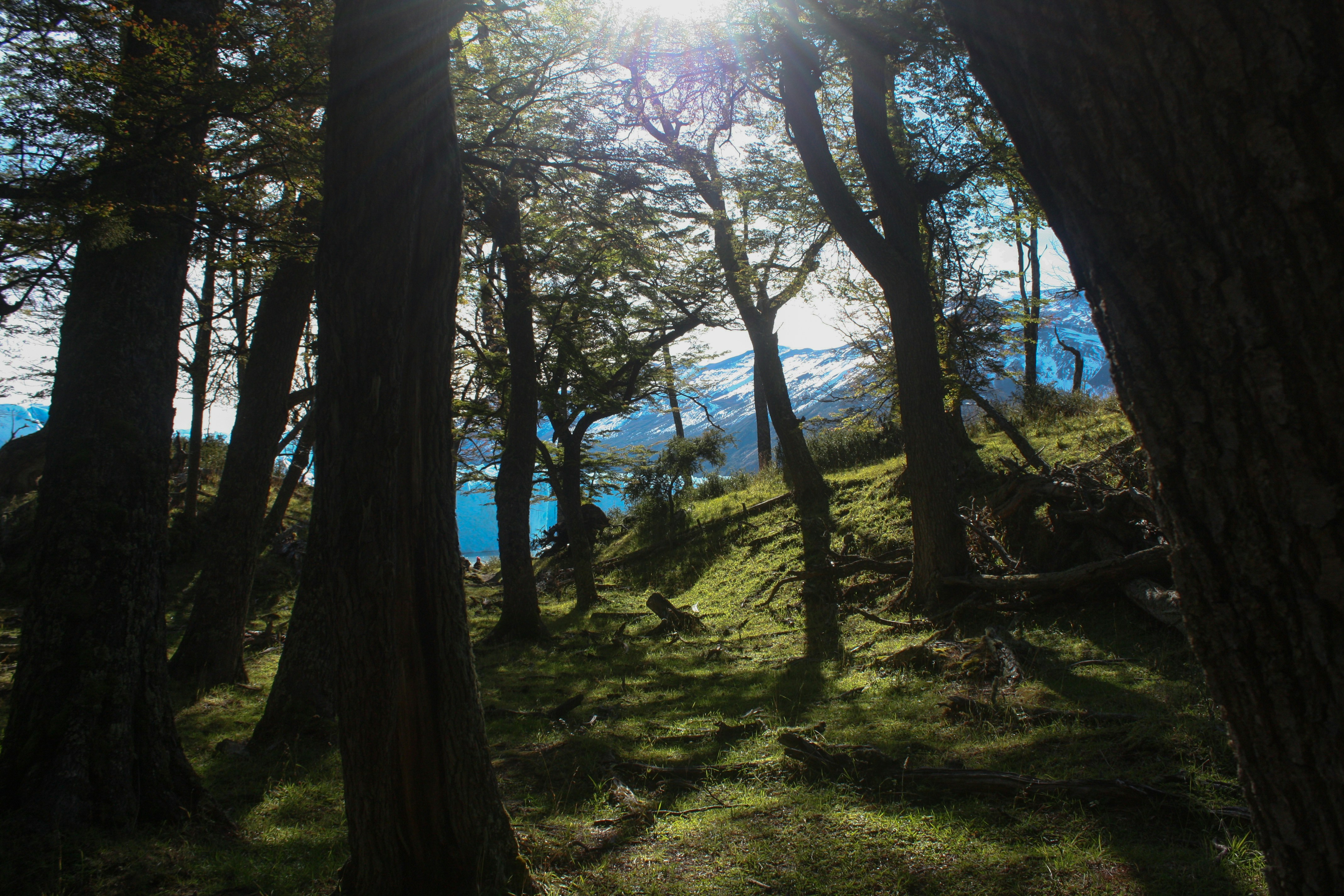 green trees