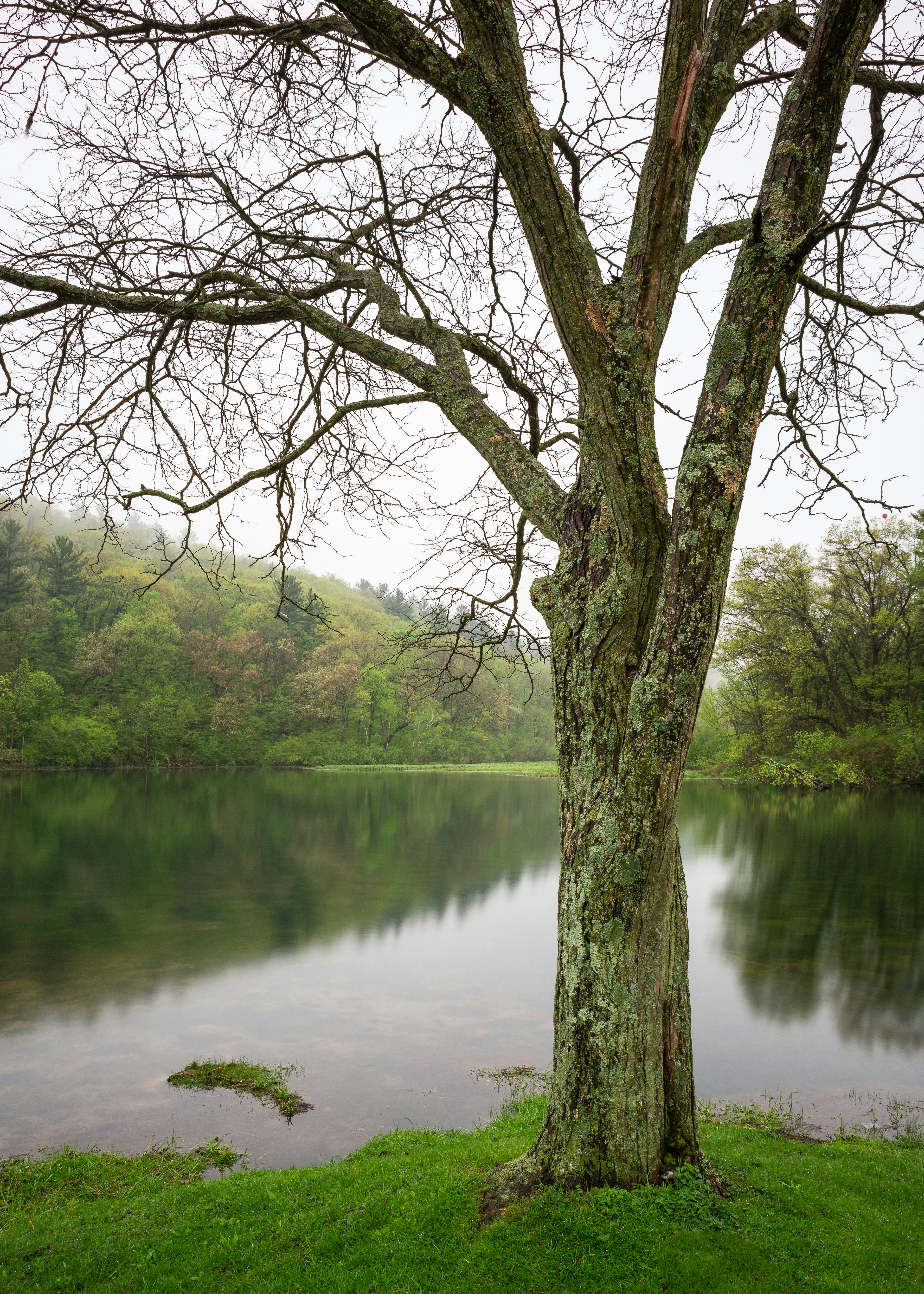 A Singular Representation of the Yesterdays and Tomorrows

Governor Dodge State Park, WI | bare tree near calm body of water
