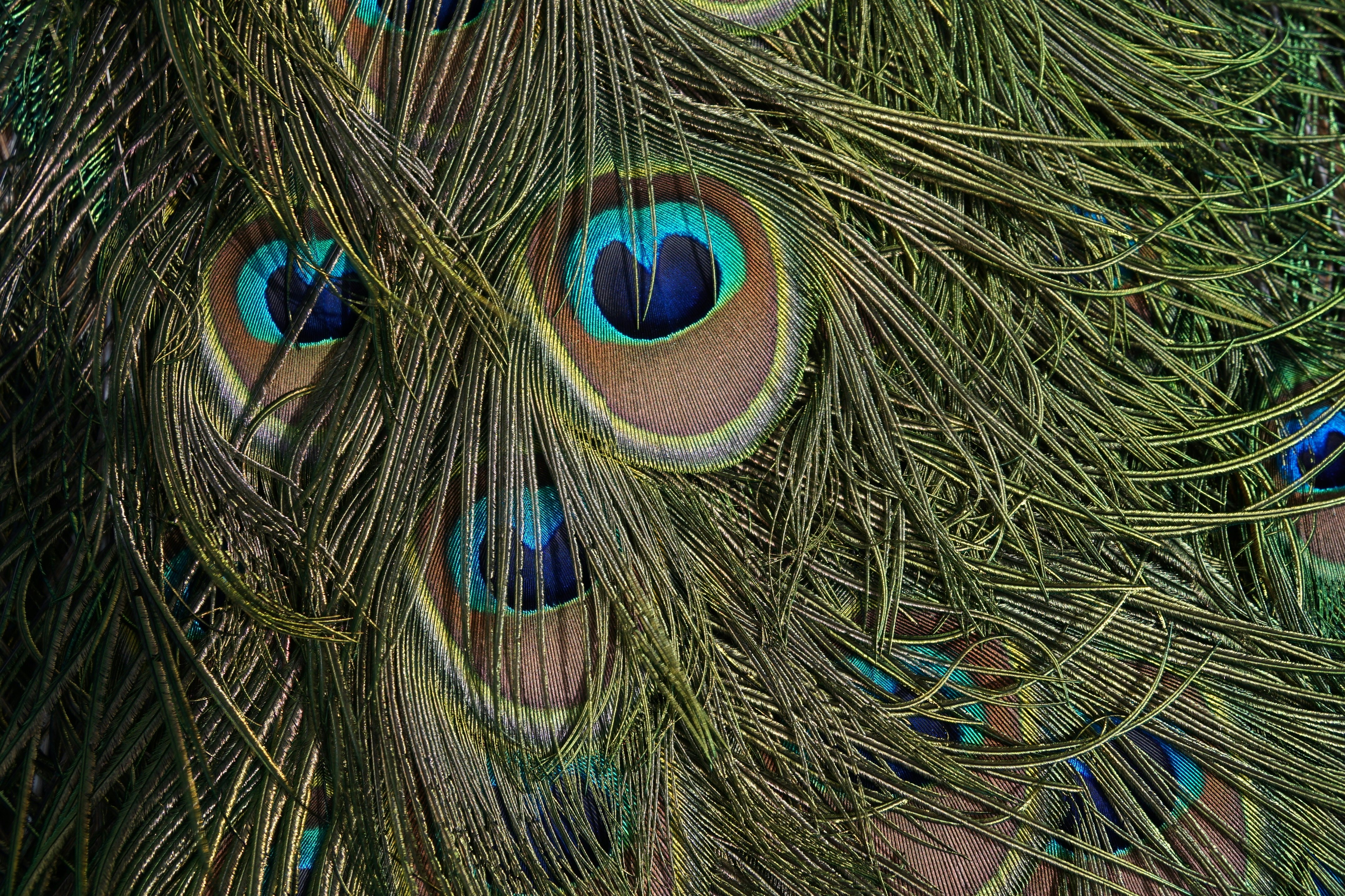 Close-up of vibrant peacock feathers showcasing their mesmerizing patterns and colors. The intricate details highlight the beauty of nature's design.