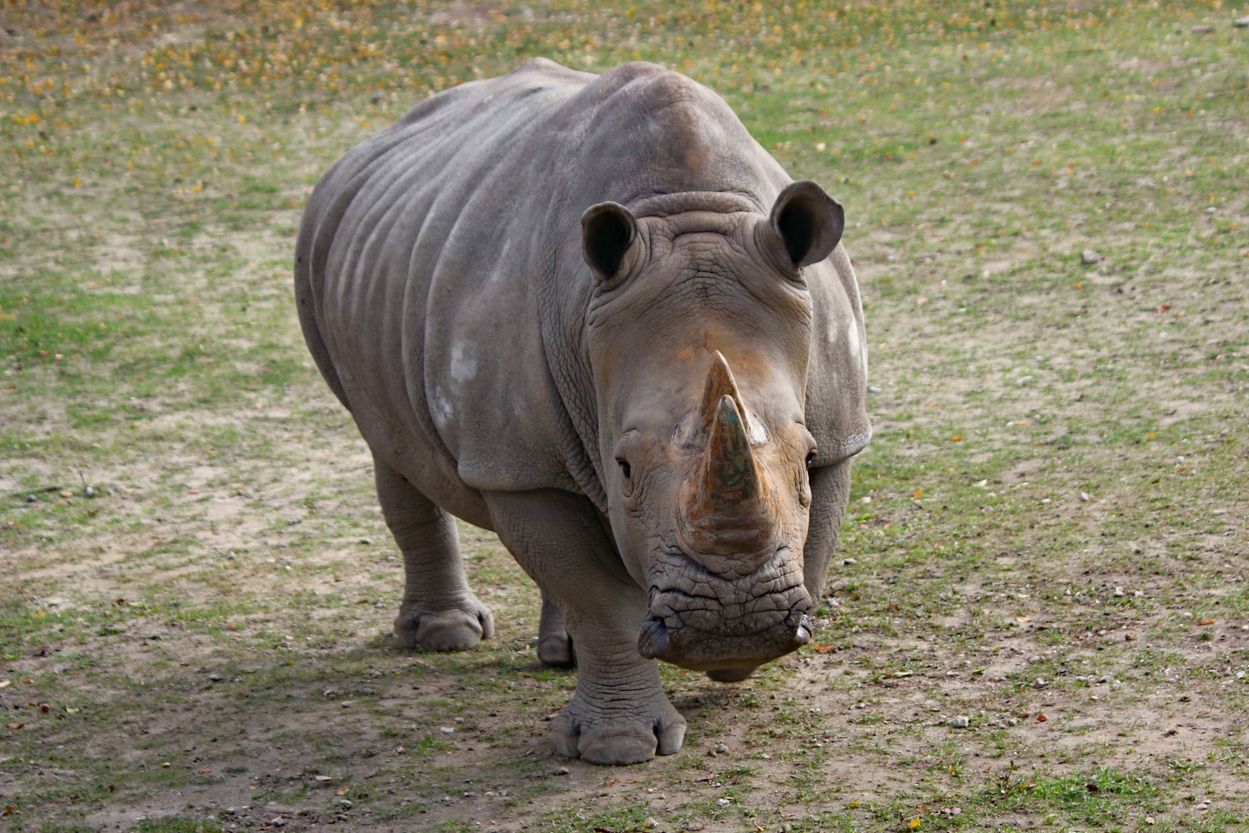 Grey rhinoceros photo – Free Animal Image on Unsplash