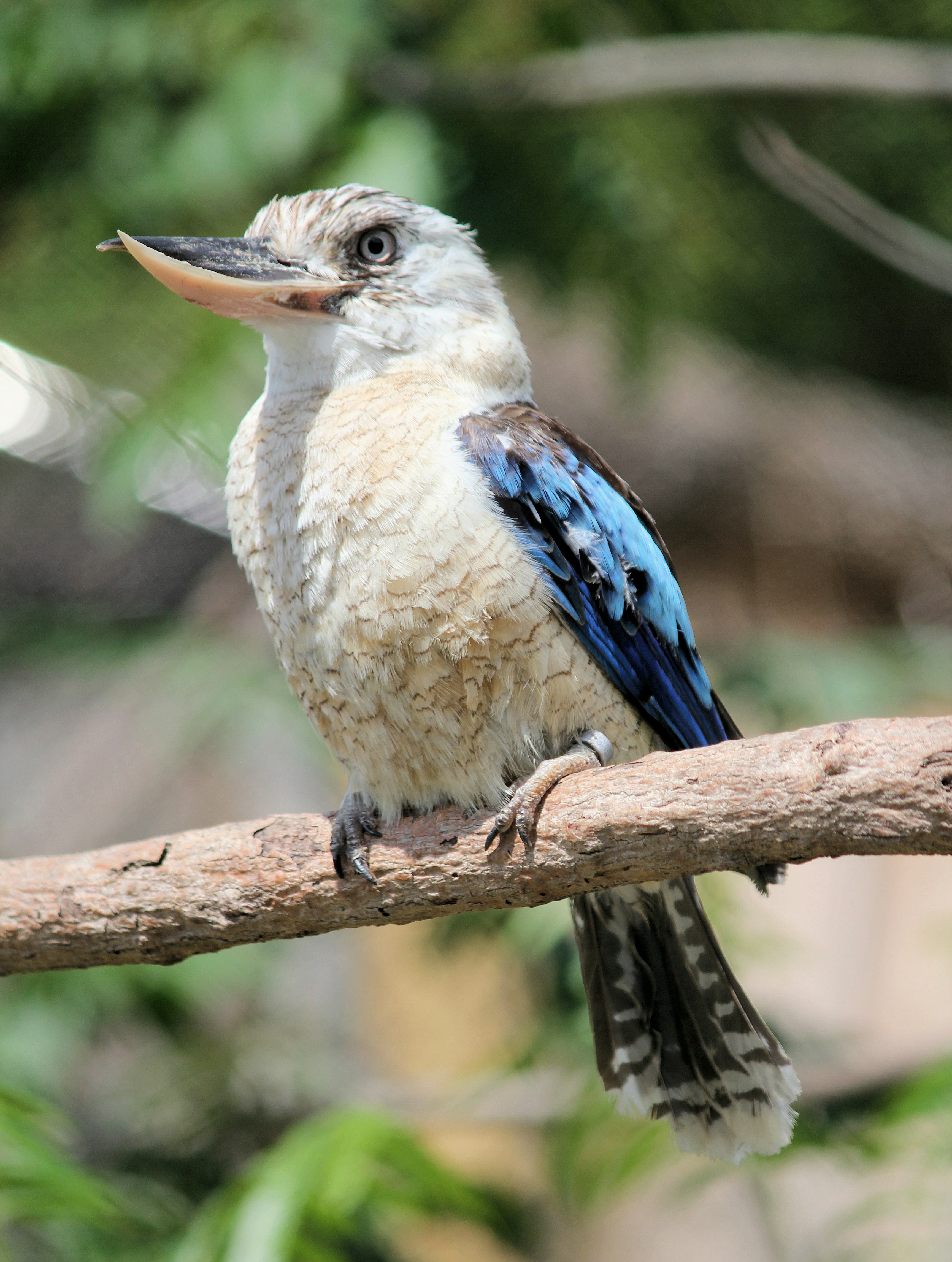 A kingfisher perched on a branch, showcasing its vibrant blue wings and keen gaze amidst a blurred natural background.