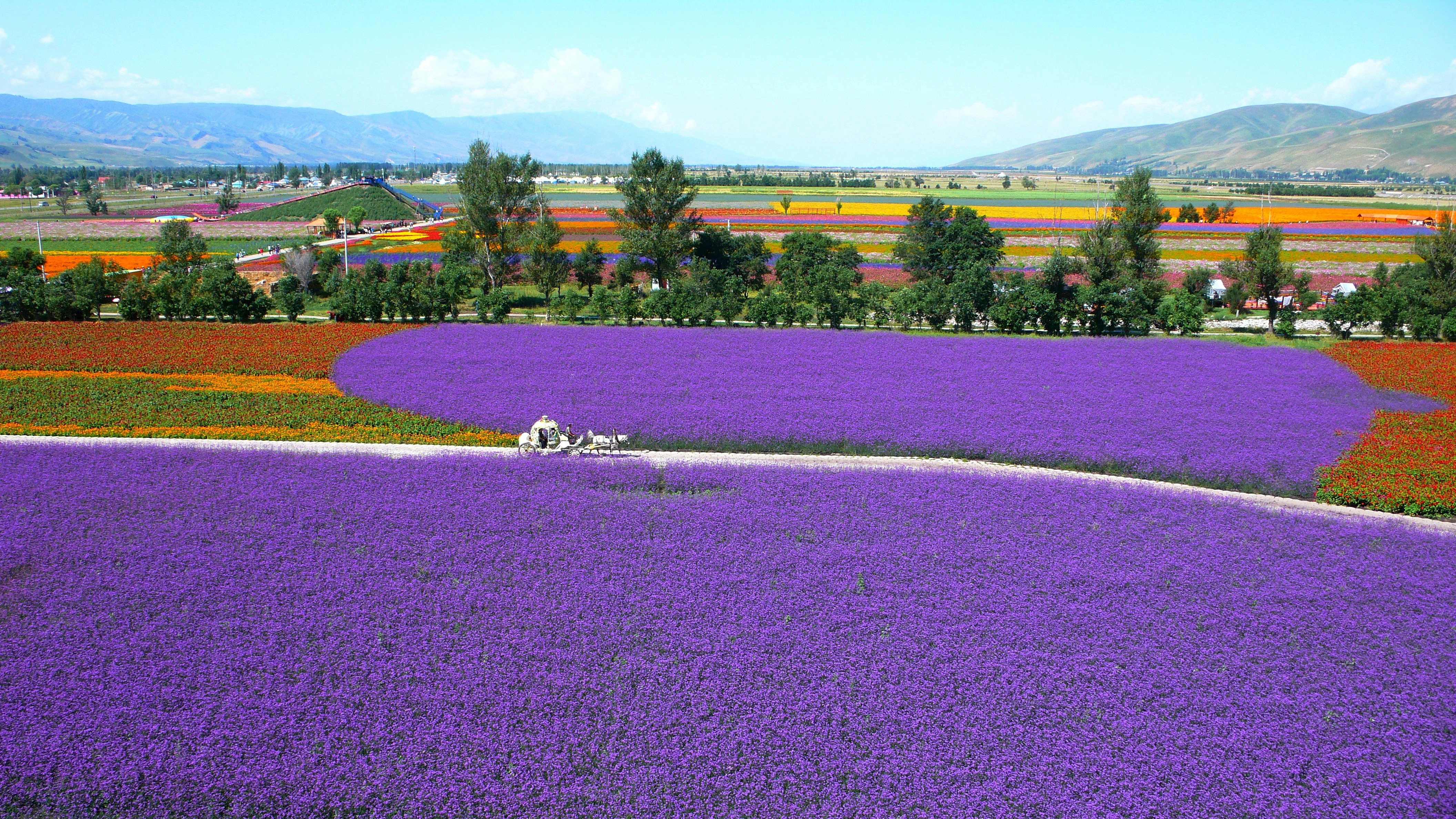 Expansive fields of lavender and vibrant flowers create a stunning patchwork landscape under a clear blue sky.