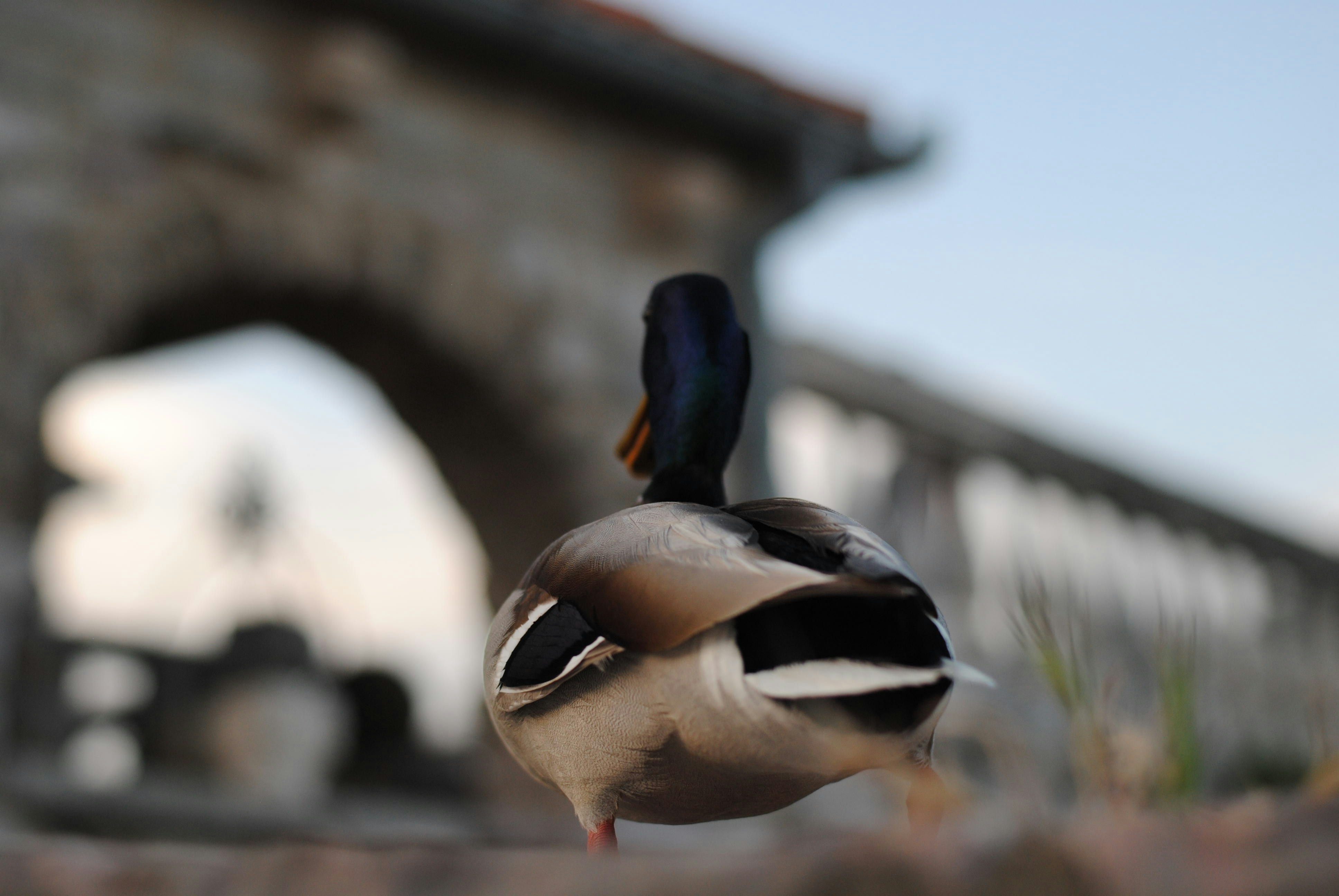 Male mallard duck standing gracefully with blurred background, showcasing its vibrant plumage and serene environment.