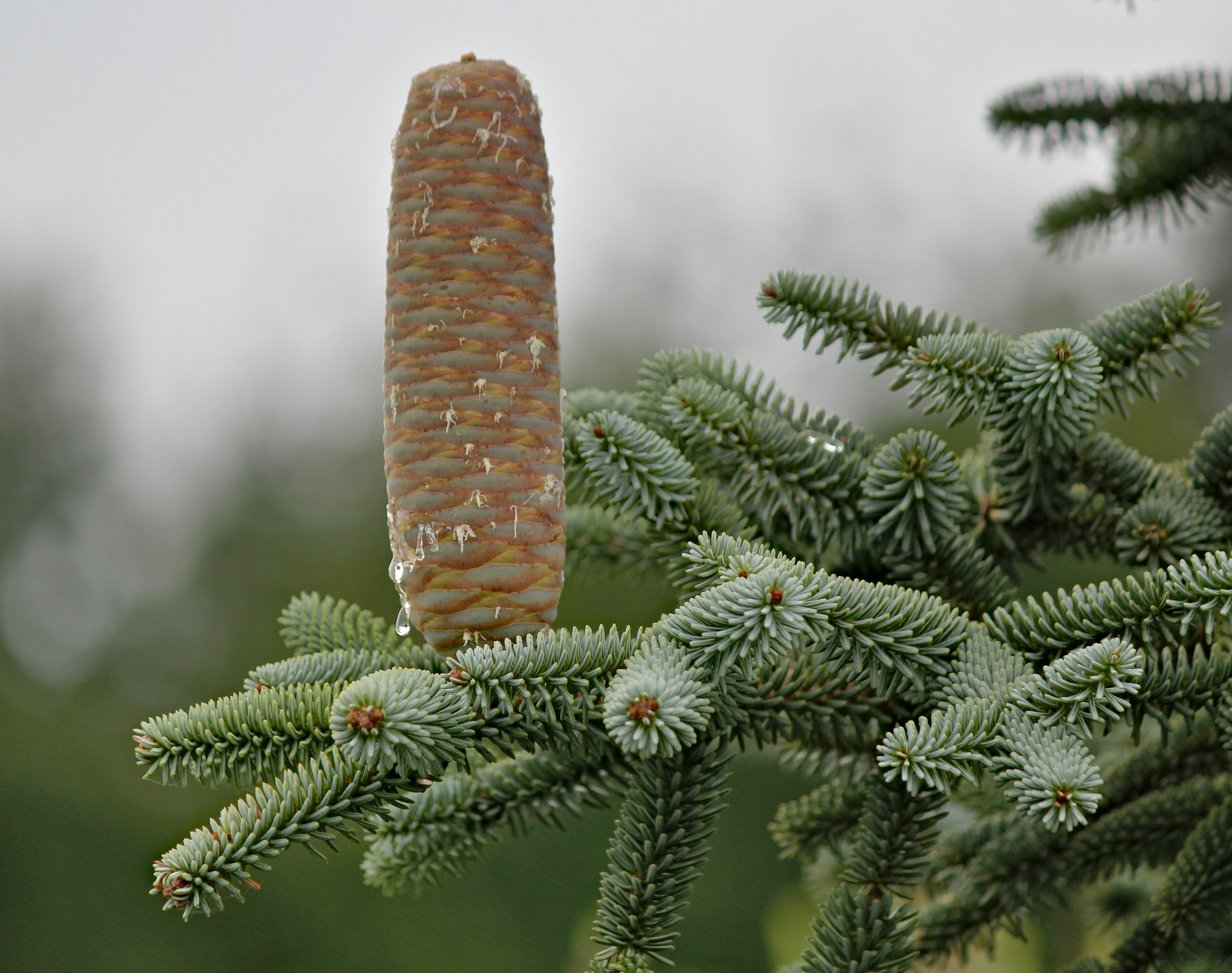 conifer on tree