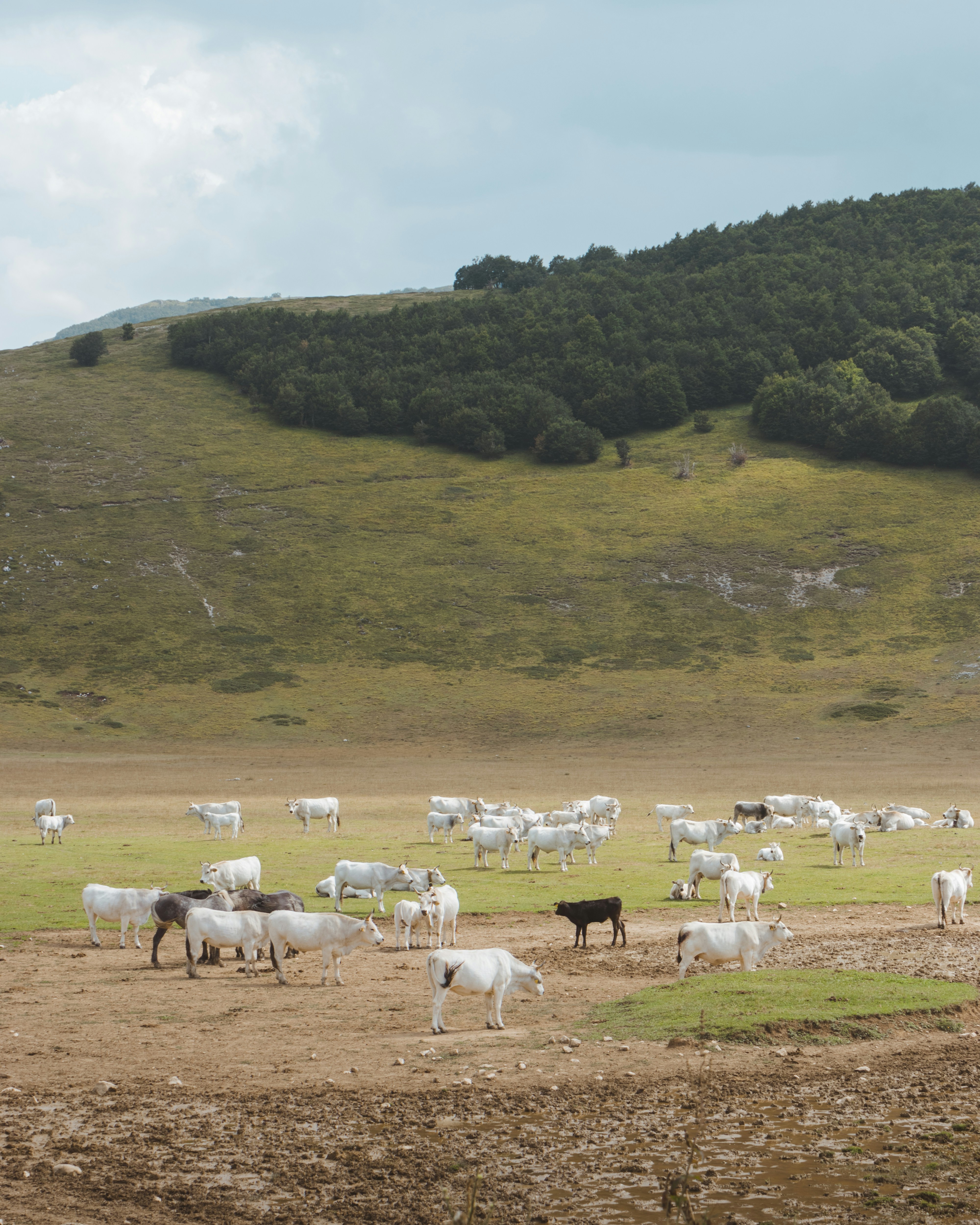 white and black cow herd