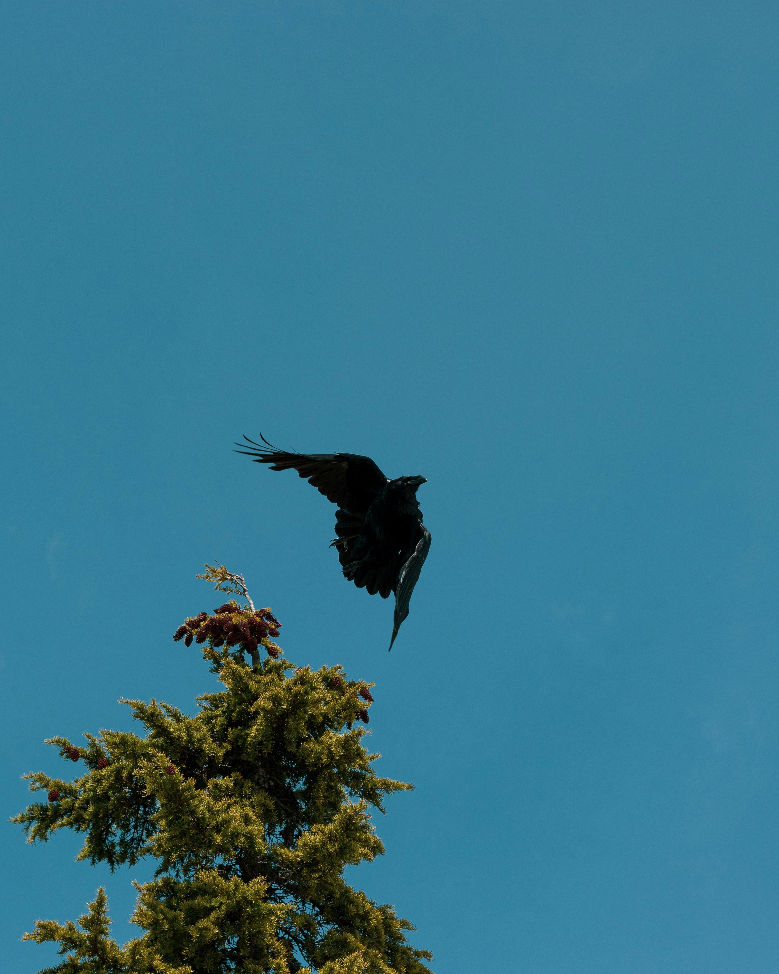 Raven's Leap: A Skyward Moment Above Pine