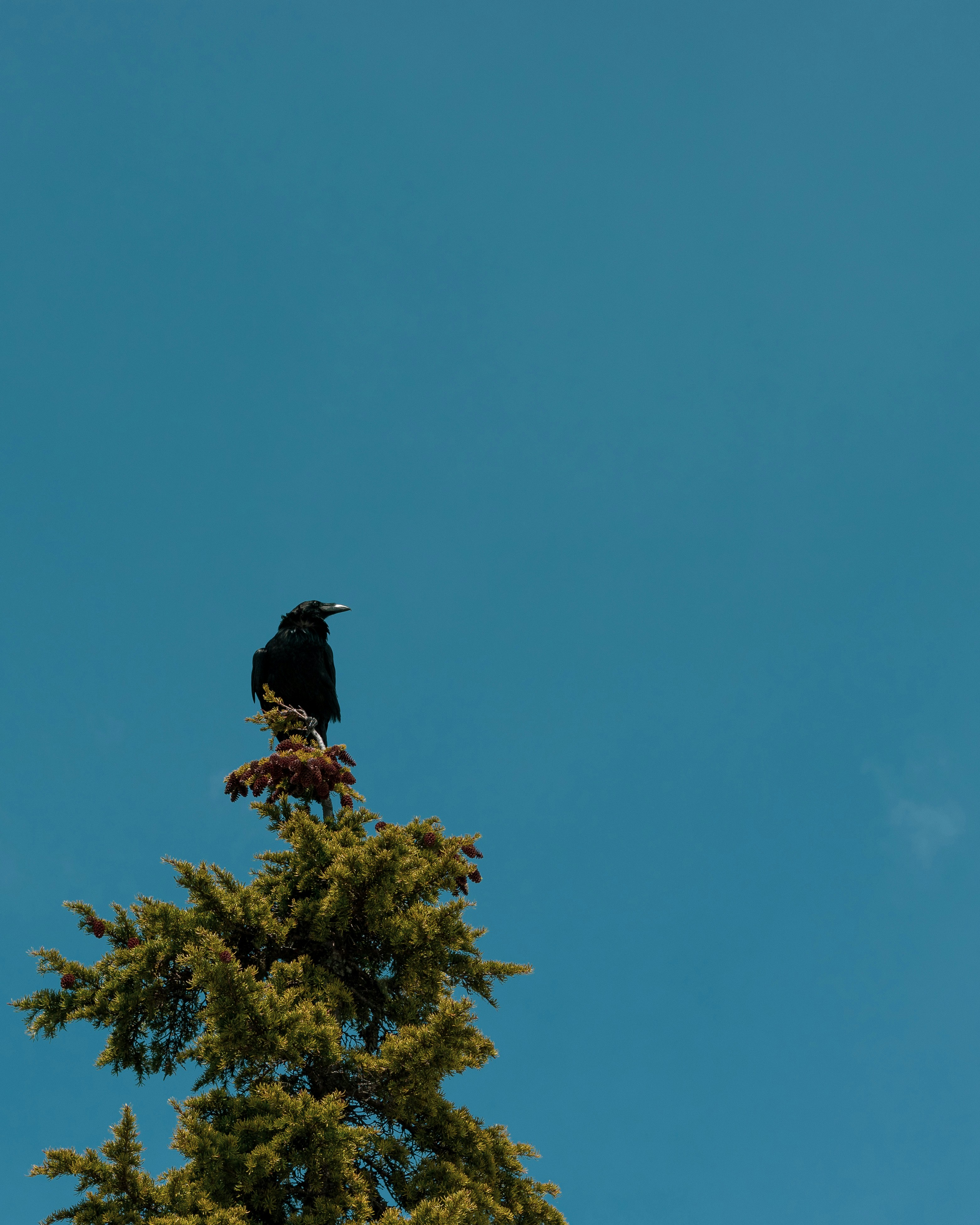 Perched Sentinel: Raven on a Conifer Against a Vast Blue Sky