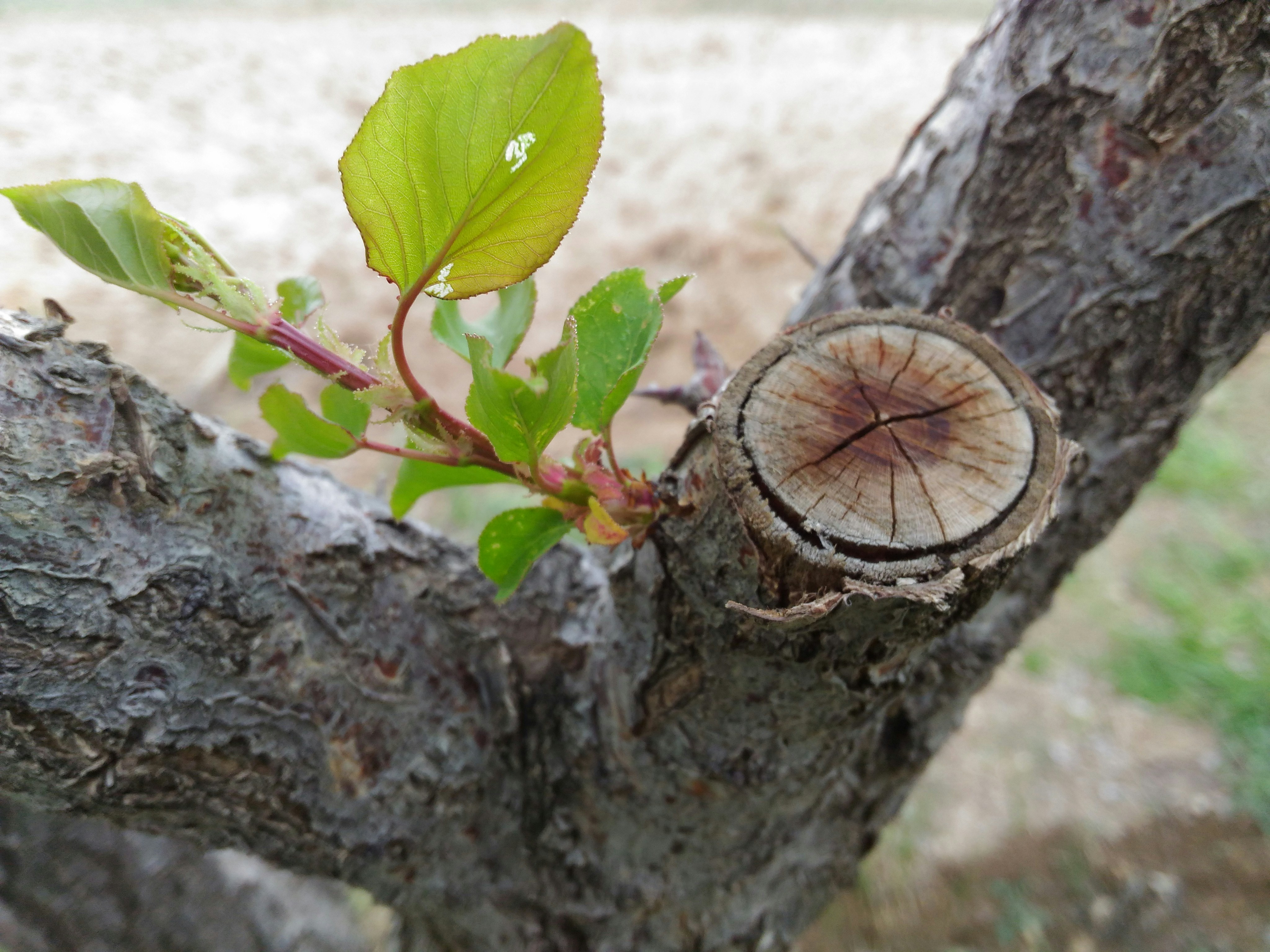 Fresh green leaves sprouting from a recently cut tree branch.