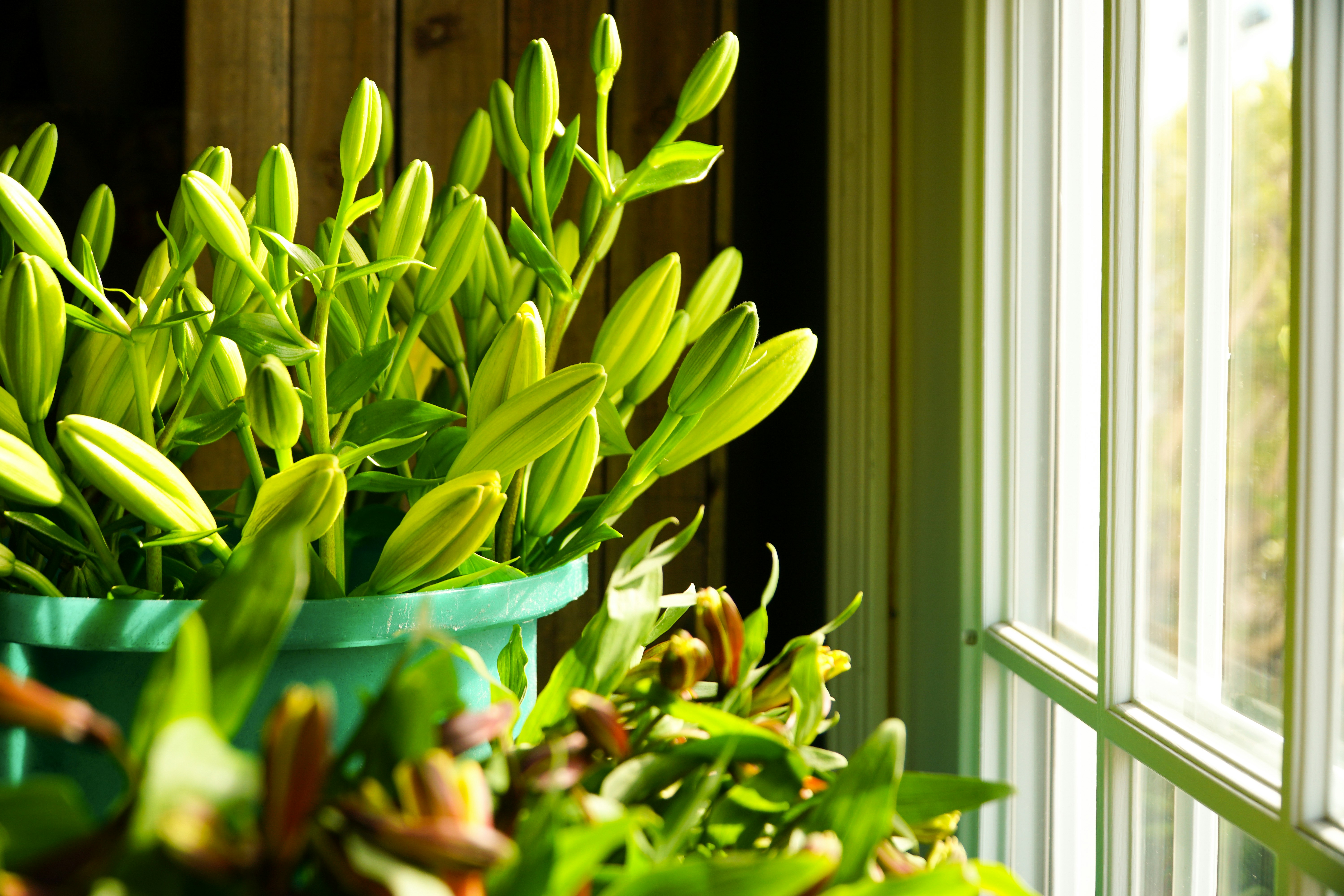 Beautiful green plants soaking up morning sun next to a sunny window.