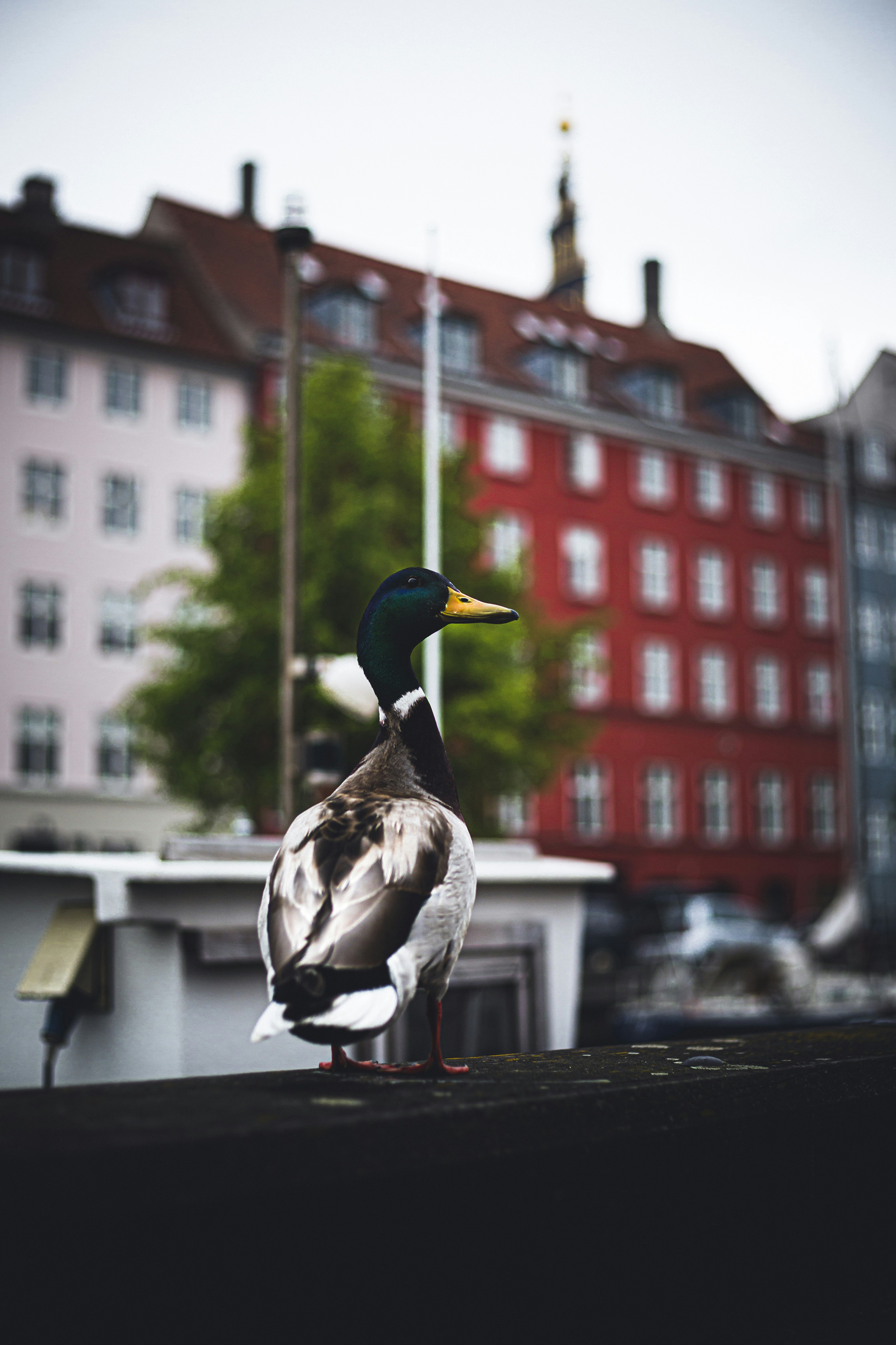 A mallard duck stands on a railing, gazing towards colorful buildings in a bustling urban setting. The scene captures the juxtaposition of nature and city life.